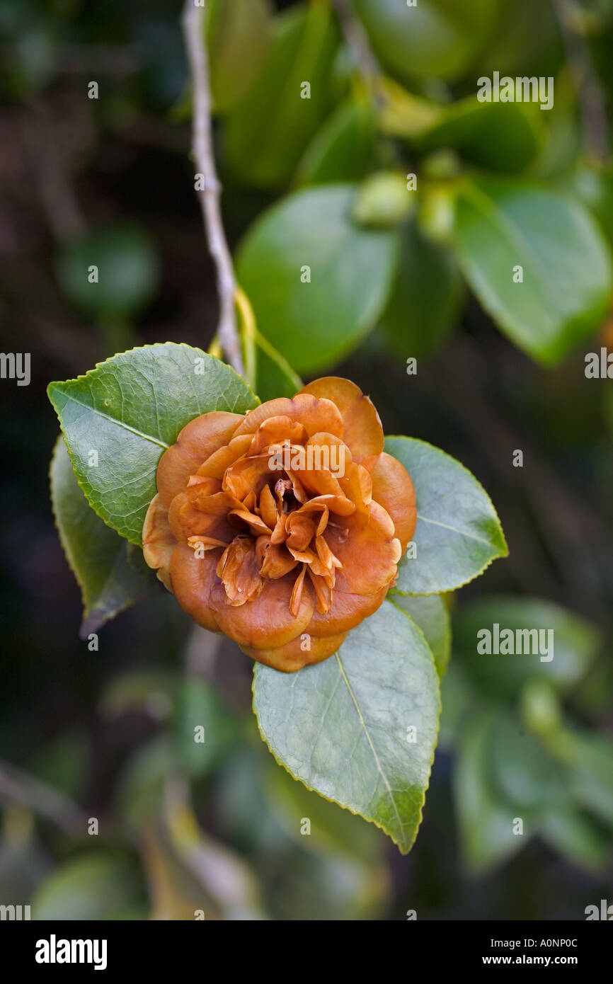 Frost damage flower hi-res stock photography and images - Alamy