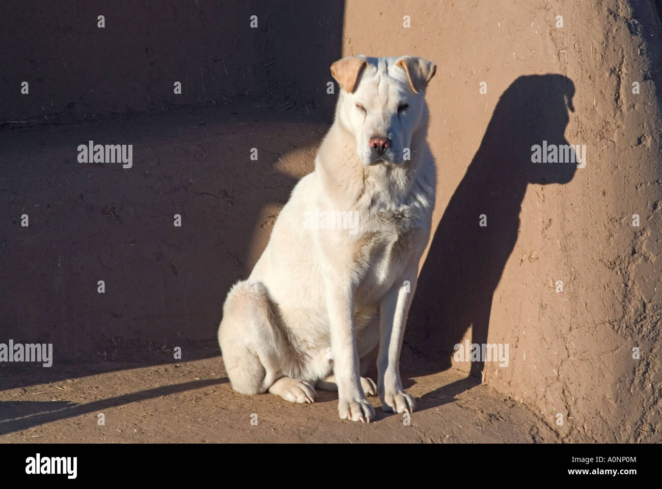 Mature golden Labrador retriever and shadow Stock Photo - Alamy