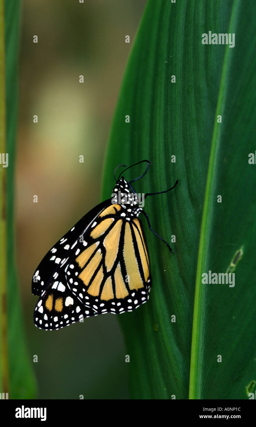American monarch butterfly hi-res stock photography and images - Alamy