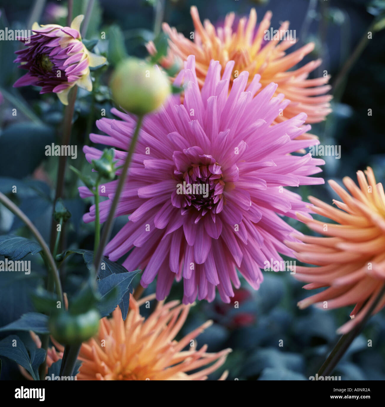 Dahlia pontiac hi-res stock photography and images - Alamy
