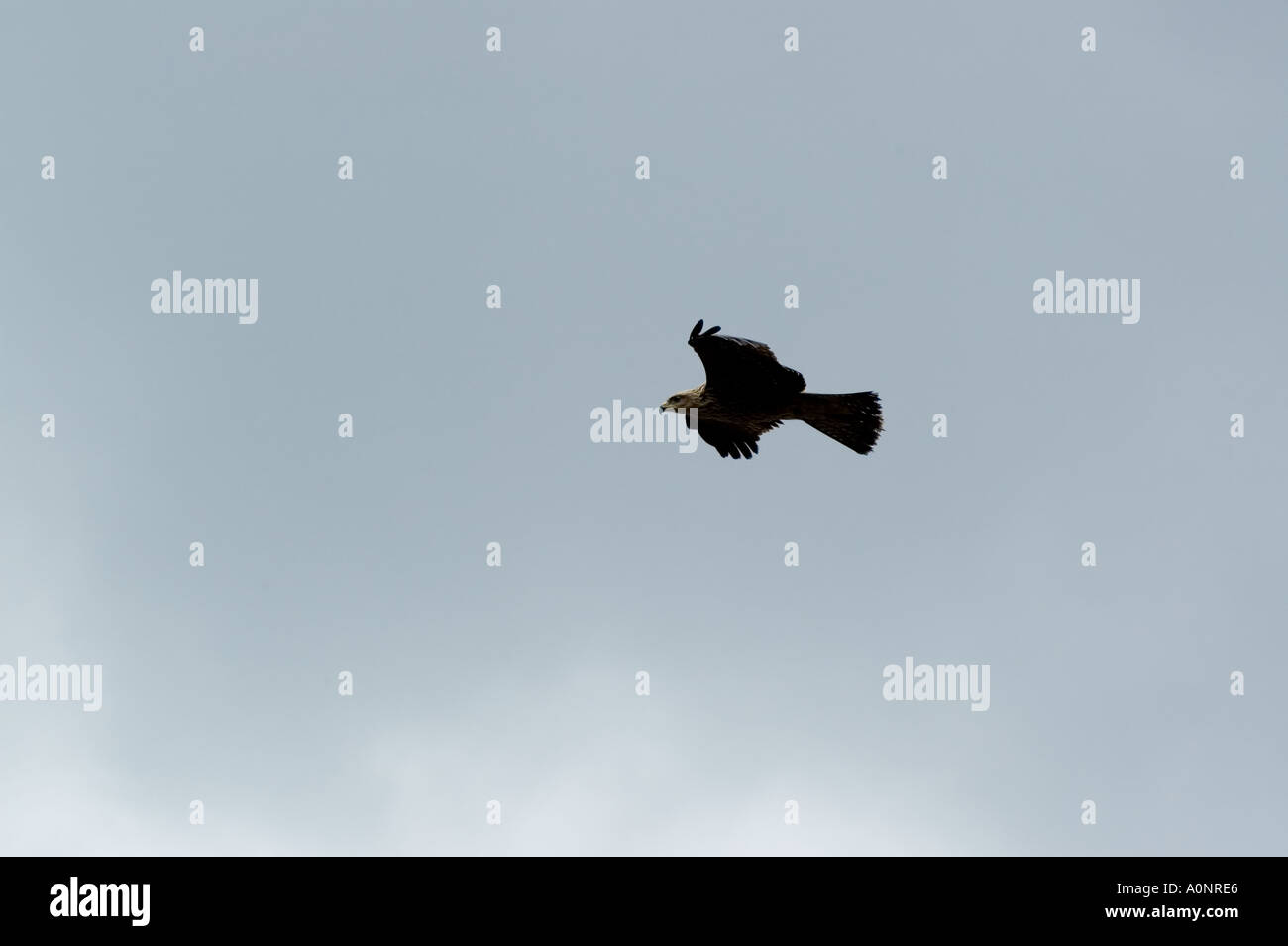 Peregrine Falcon in flight Stock Photo - Alamy