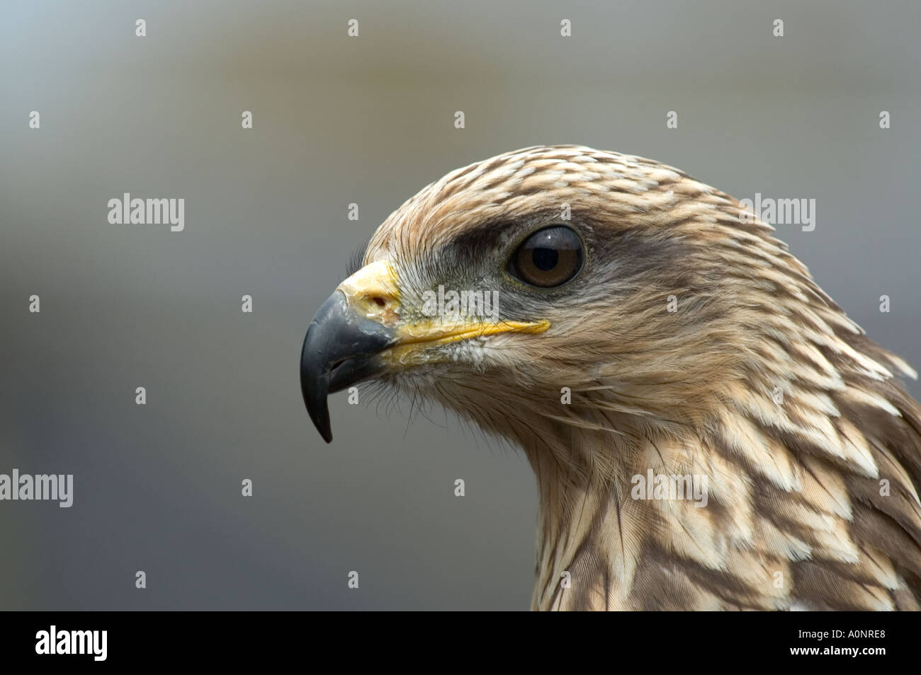 Peregrine Falcon portrait Stock Photo - Alamy