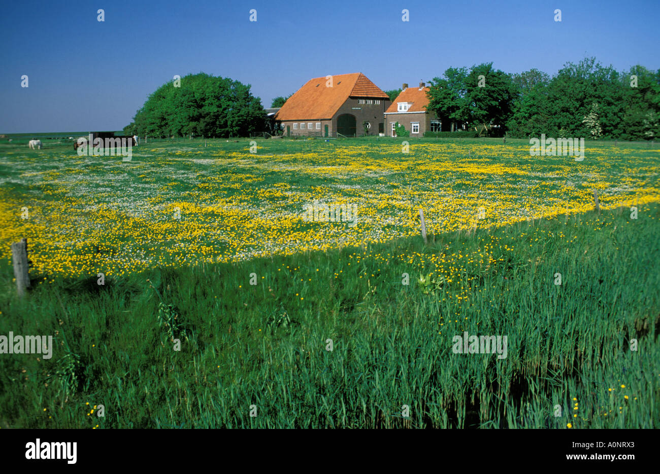 Oosterend texel hi-res stock photography and images - Alamy