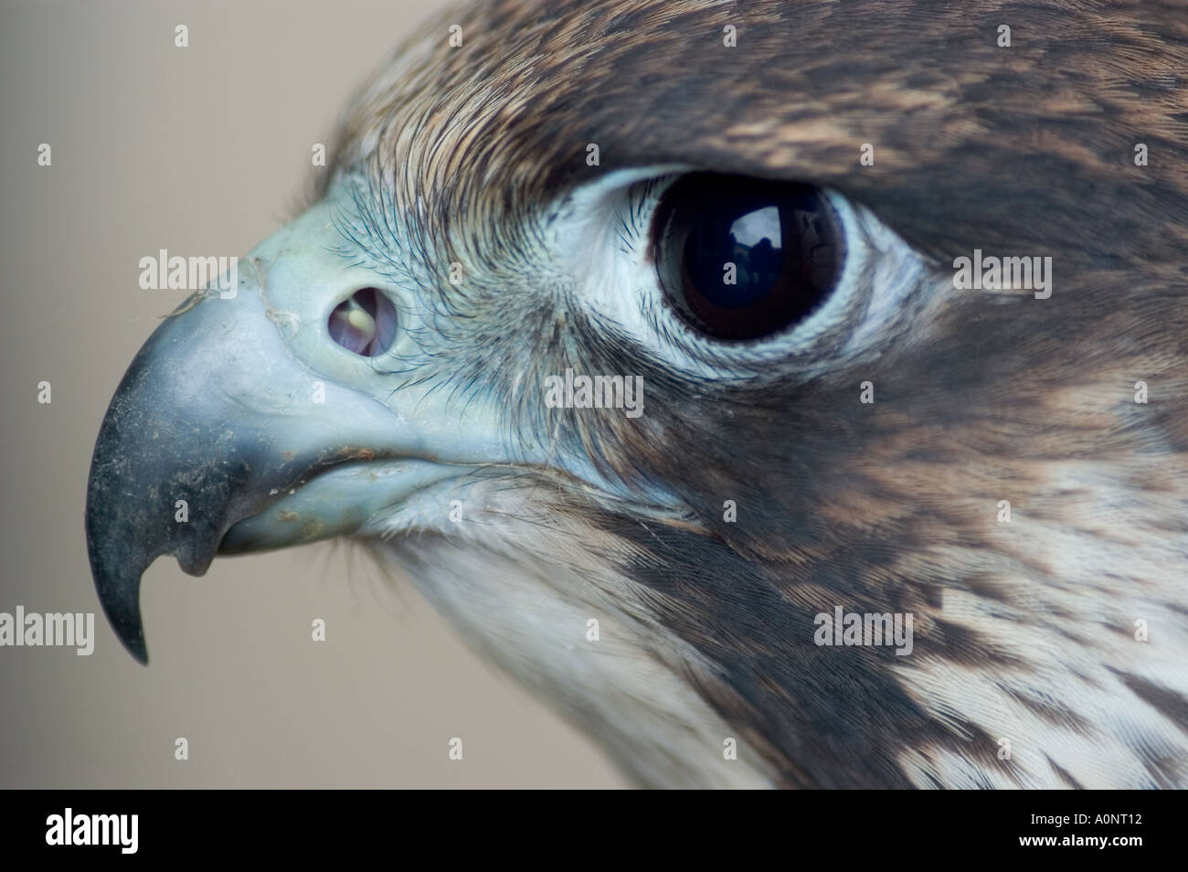 Peregrine falcon head shot hi-res stock photography and images - Alamy