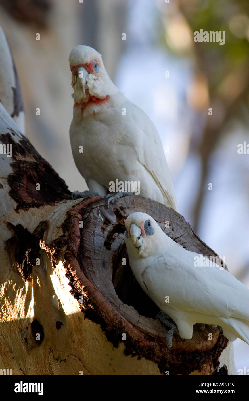 Western long hi-res stock photography and images - Alamy