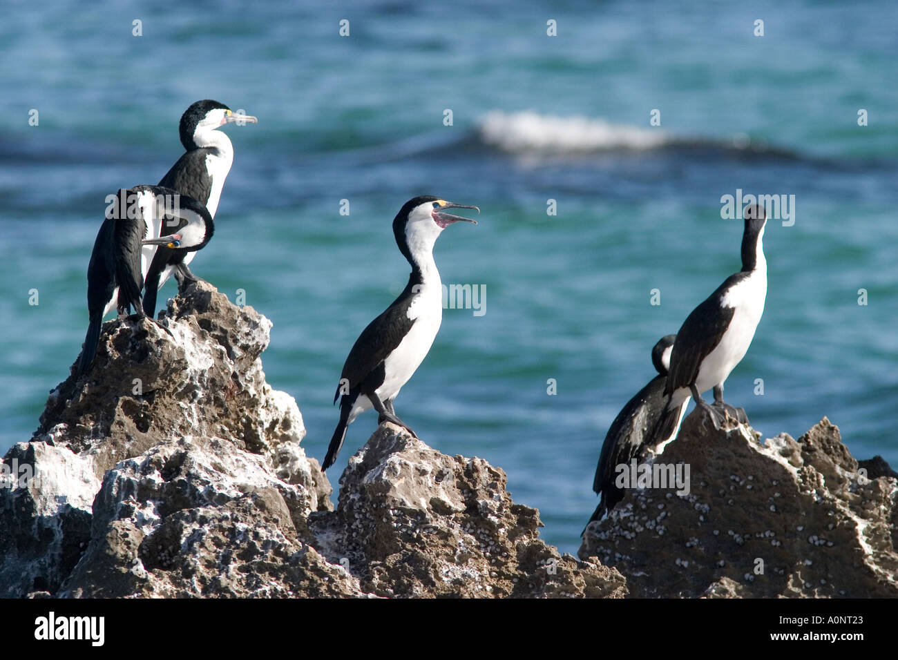 Australian pied cormorants phalacrocorax hi-res stock photography and ...