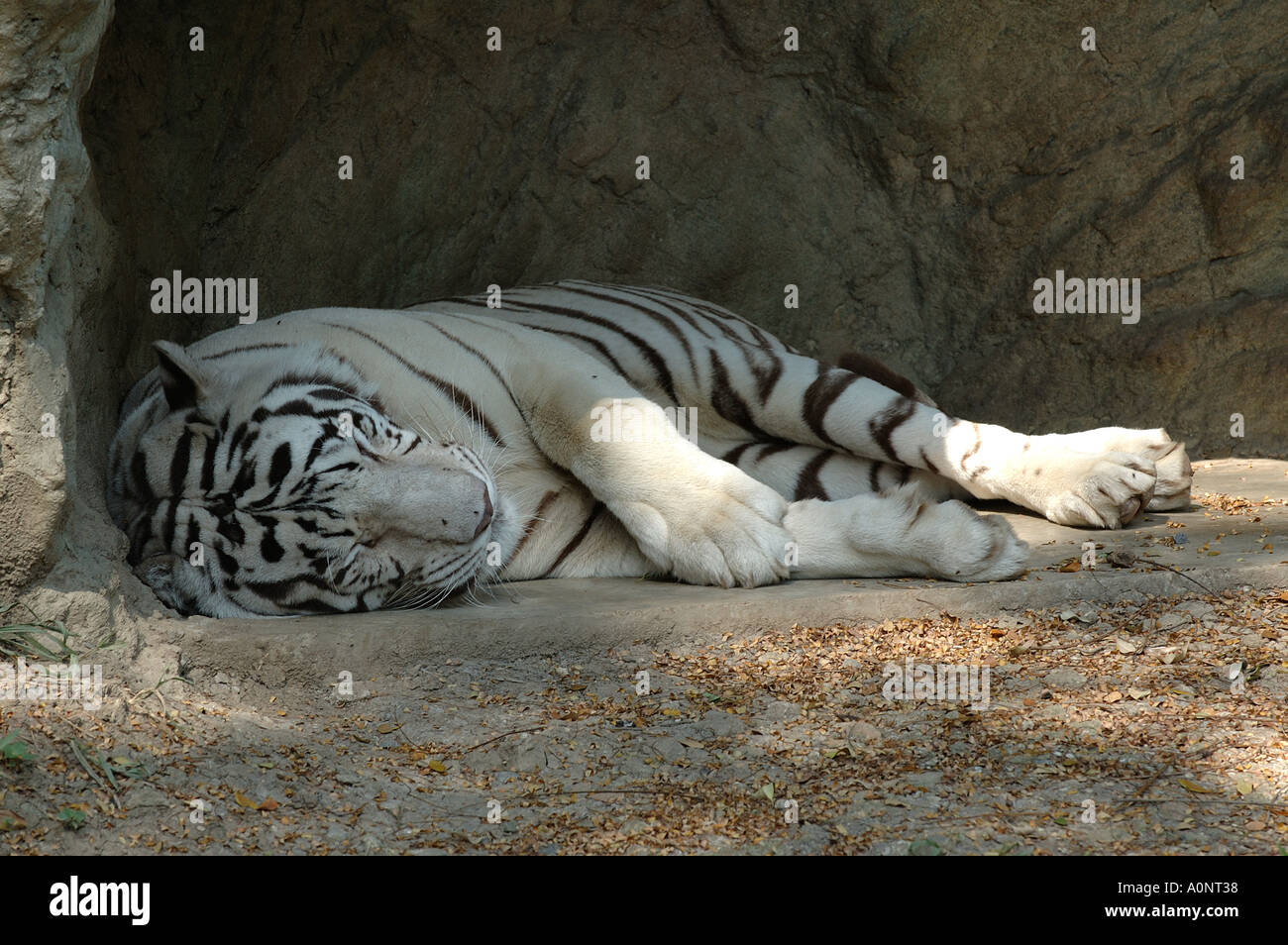 White Tiger Bengal Tiger Stock Photo Alamy