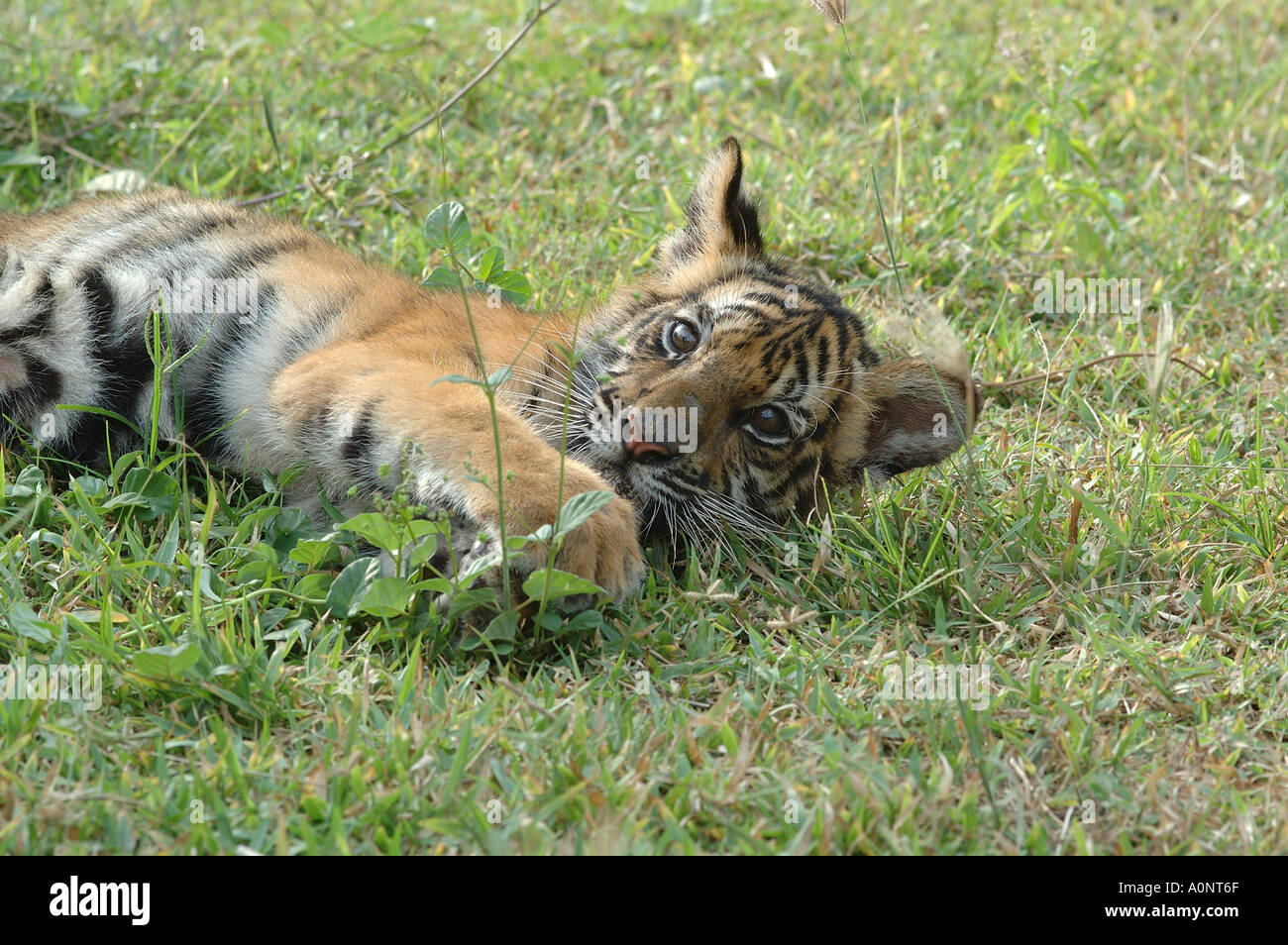 Bengal tiger cub wildlife hi-res stock photography and images - Alamy