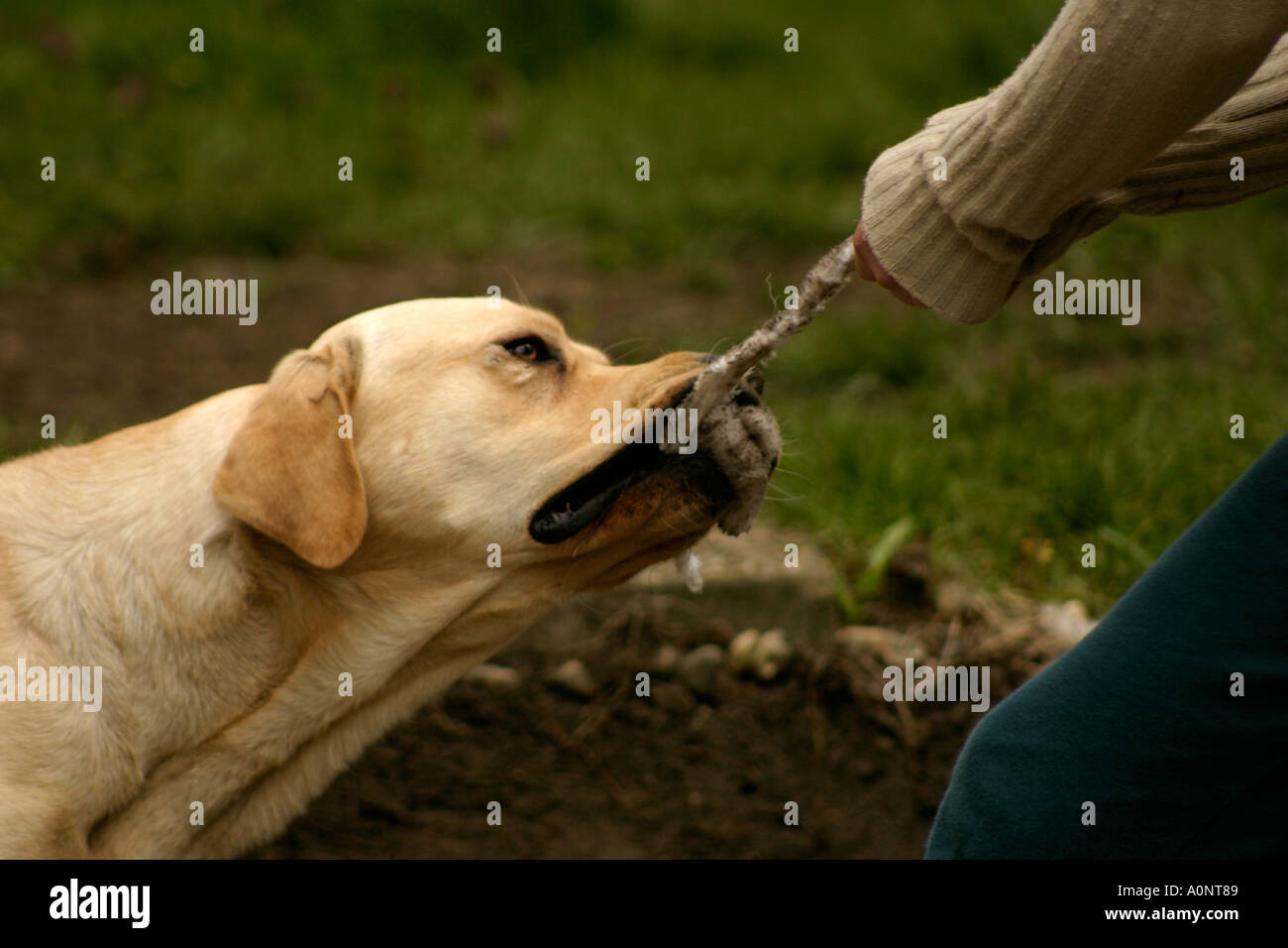 Dog tugging hi-res stock photography and images - Alamy