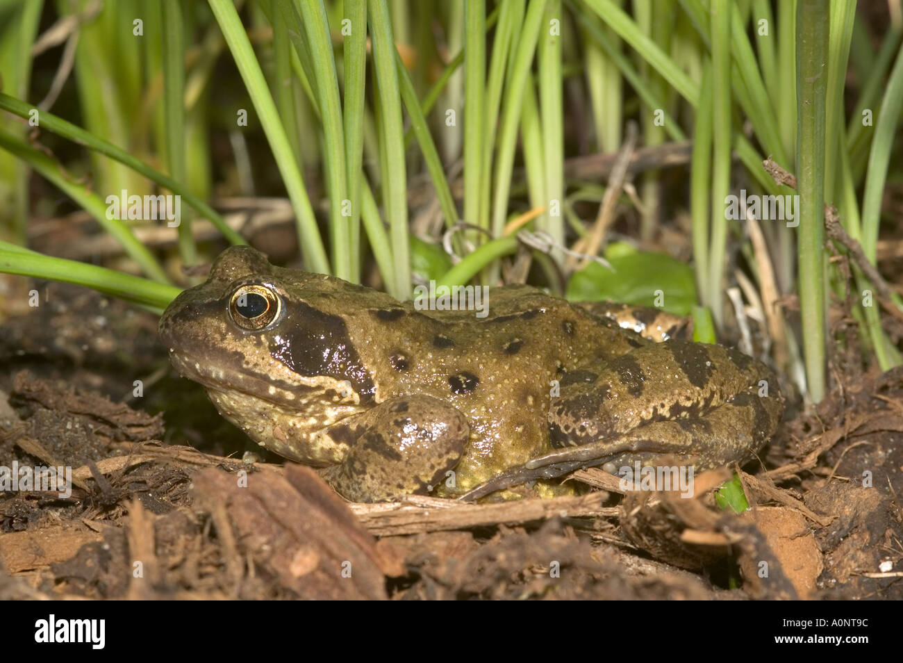 Amphibian in grass hi-res stock photography and images - Alamy