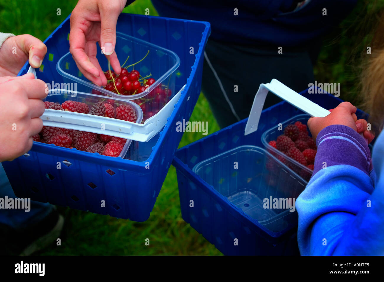 Red berries in hand Cut Out Stock Images & Pictures - Alamy