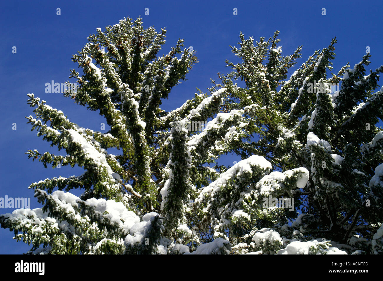 Two treetops hi-res stock photography and images - Alamy