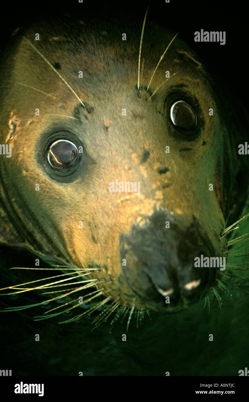Dutch seal hi-res stock photography and images - Alamy