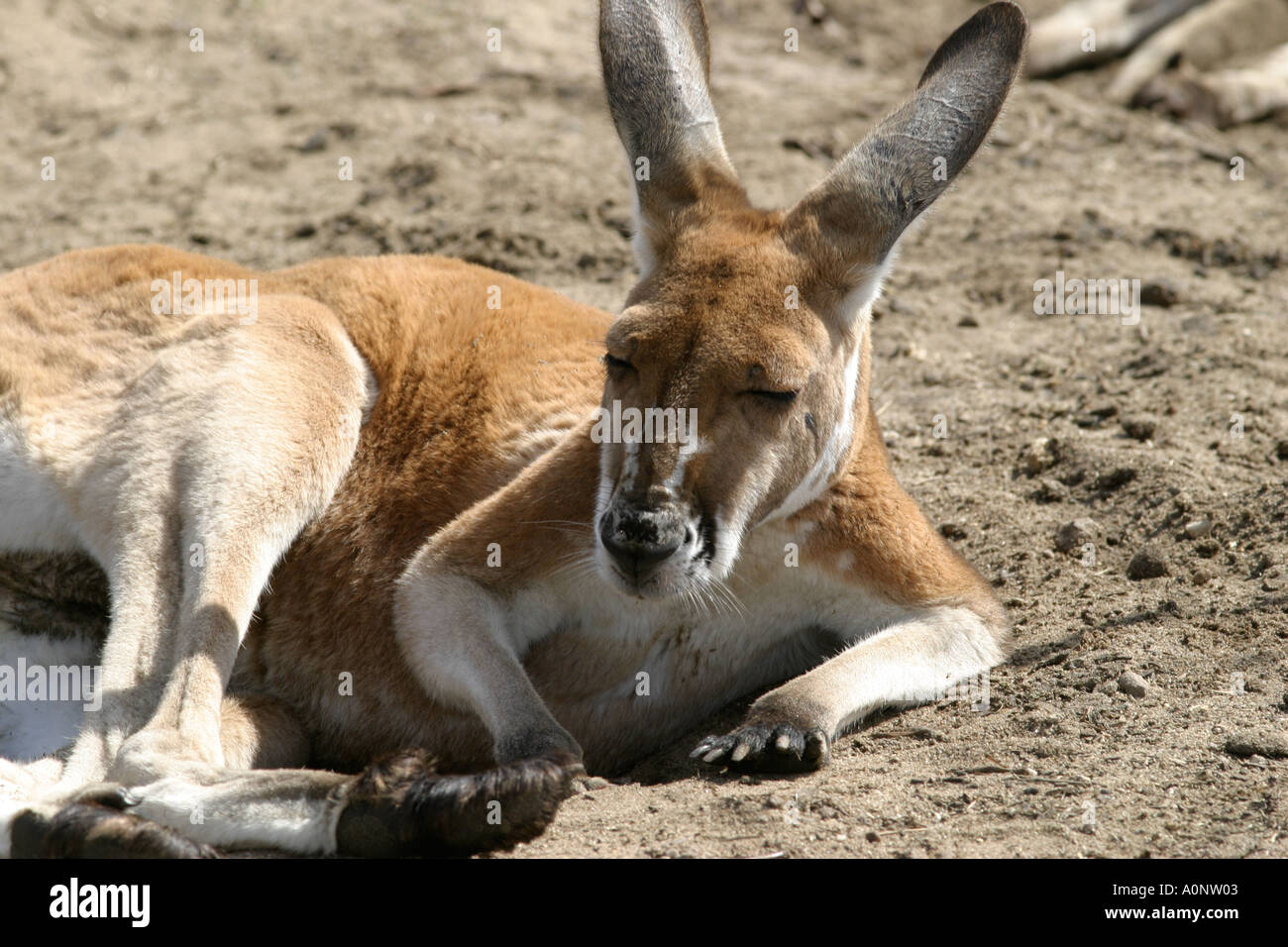 Red Kangaroo Macropus rufus Stock Photo - Alamy