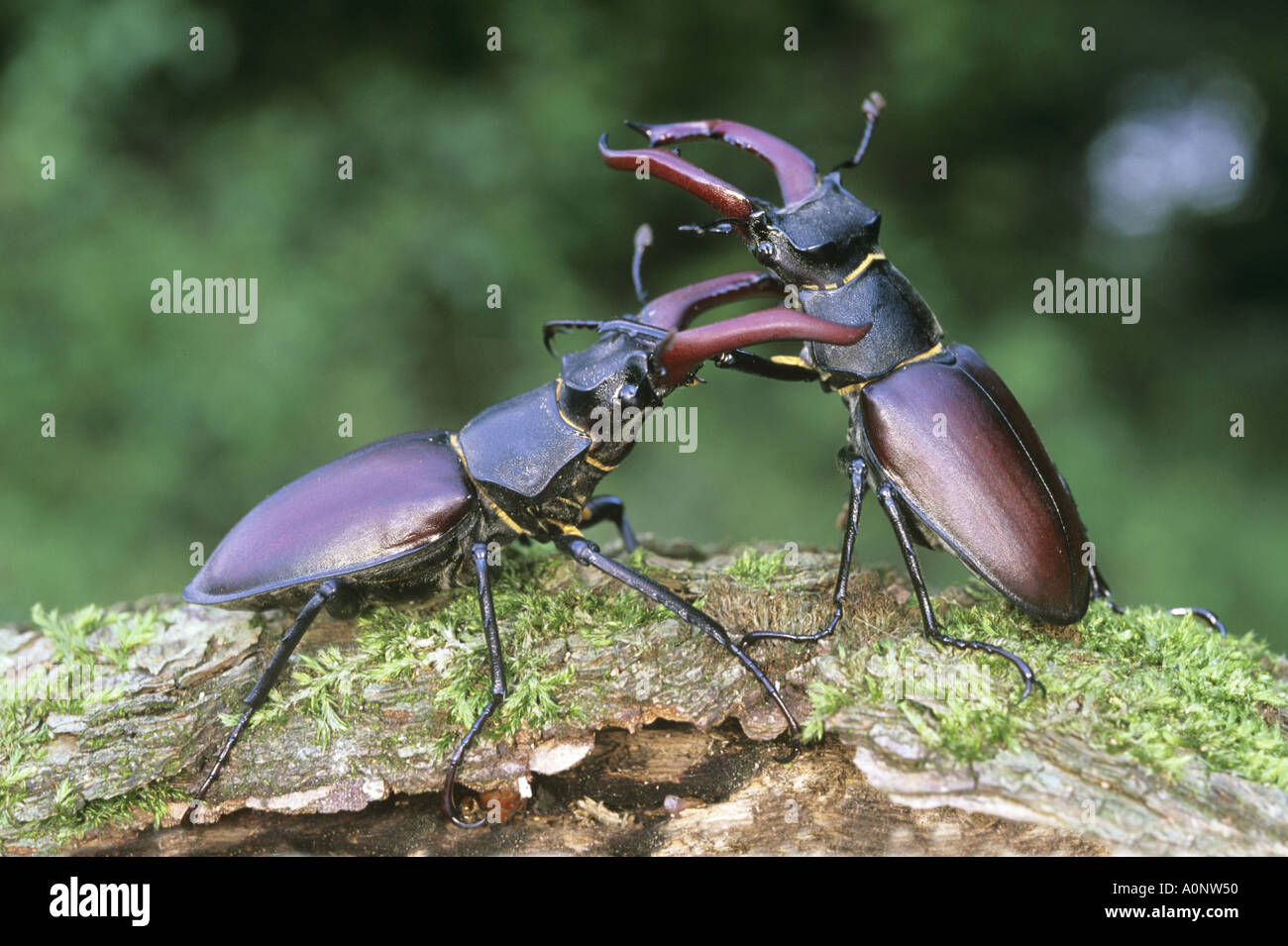 STAG BEETLES FIGHTING Stock Photo - Alamy