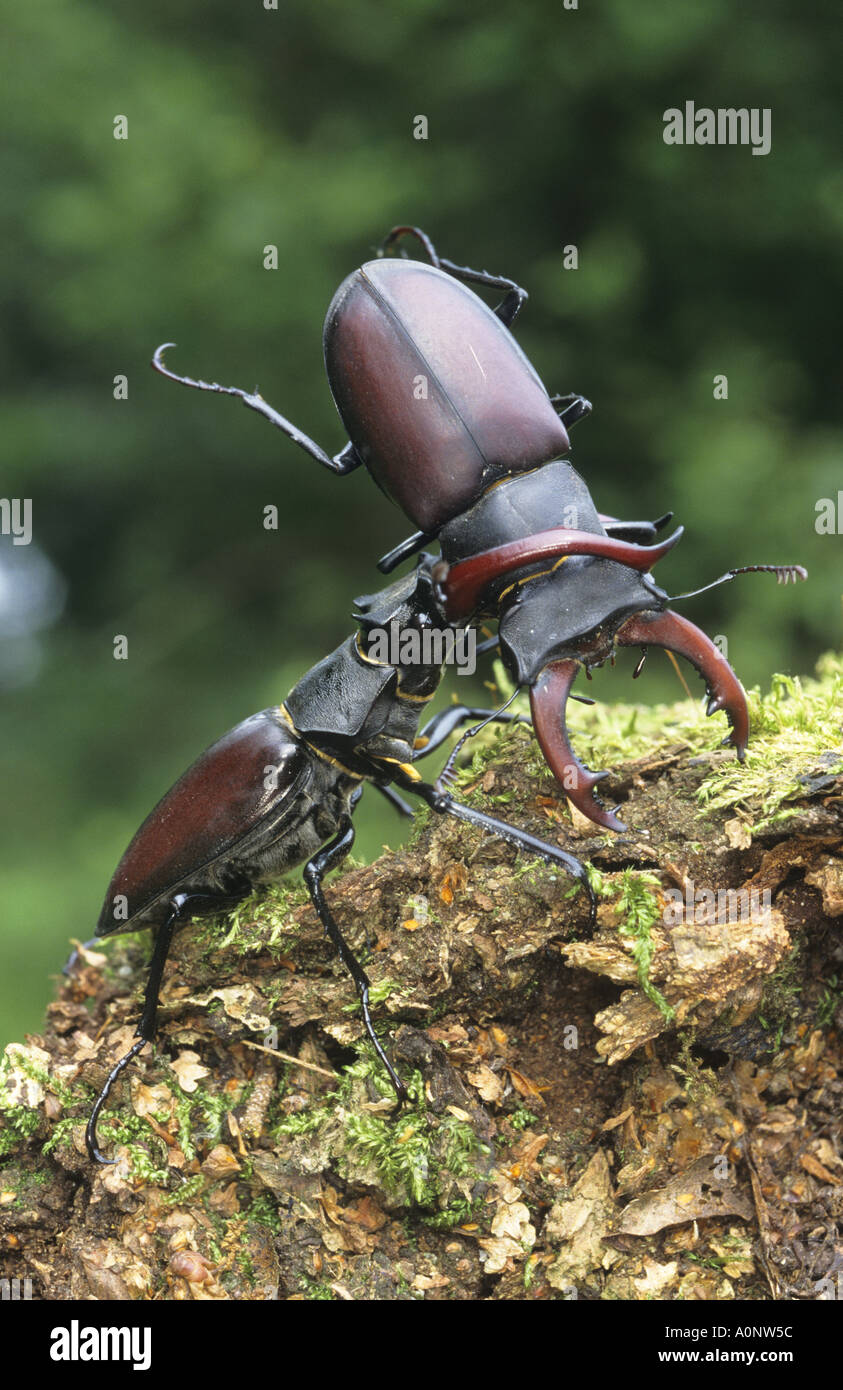 Stag Beetle Fighting