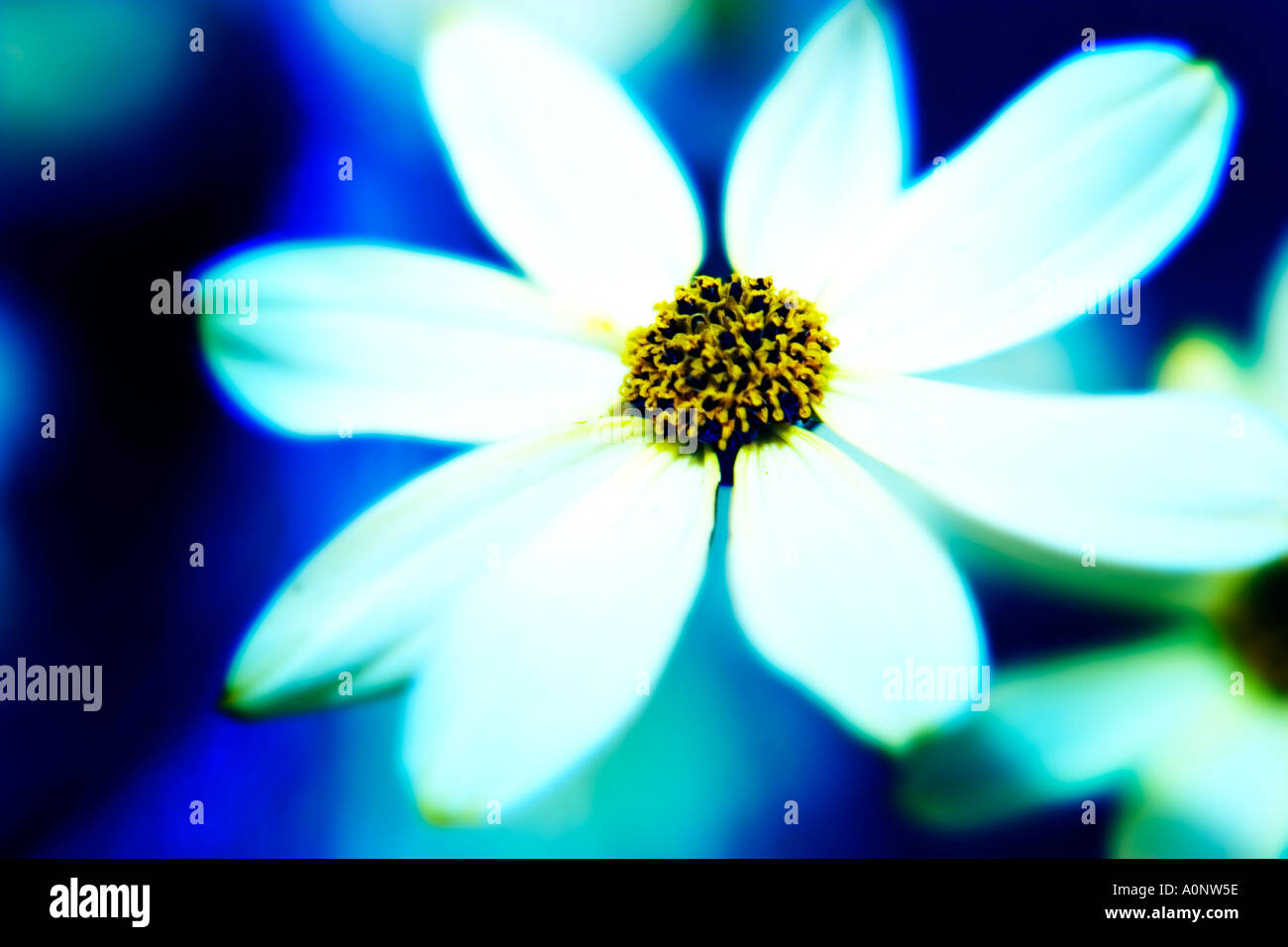 Flower cross processed Stock Photo - Alamy