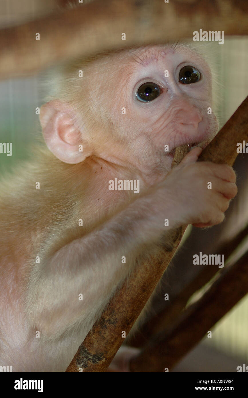 Macque hi-res stock photography and images - Alamy