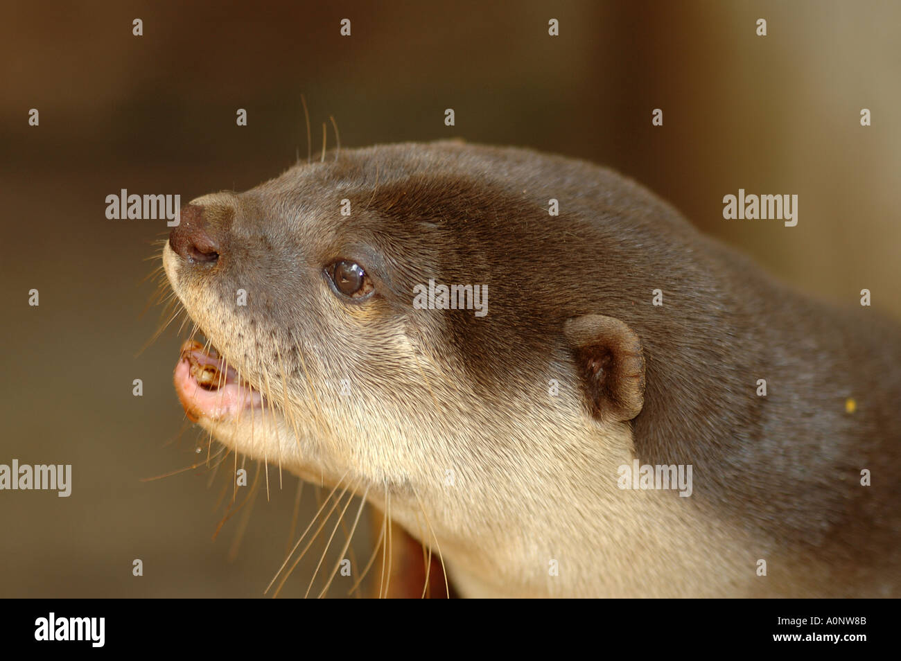 Sea otter portrait side view Stock Photo - Alamy