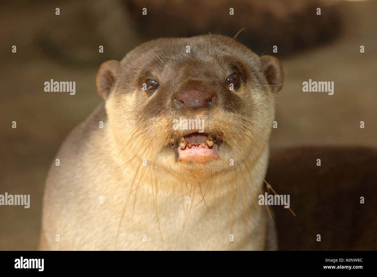 Sea otter portrait front view Stock Photo - Alamy