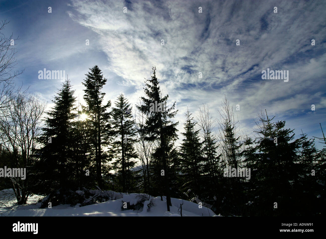 Treetop silhouettes over clear winter sky Stock Photo - Alamy Treetop silhouettes over clear winter sky Stock Photo - Alamy