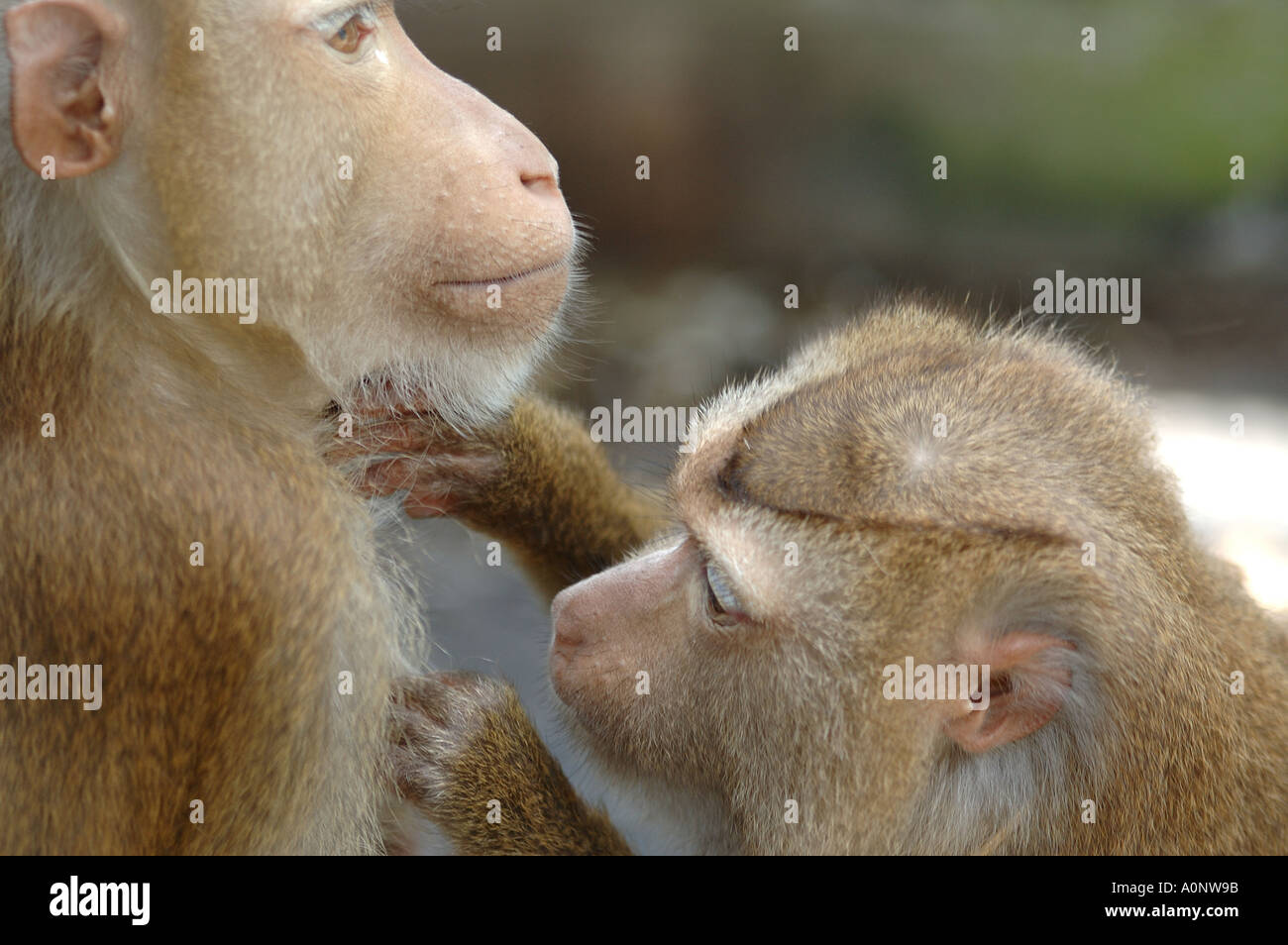 Groomed macaque hi-res stock photography and images - Alamy