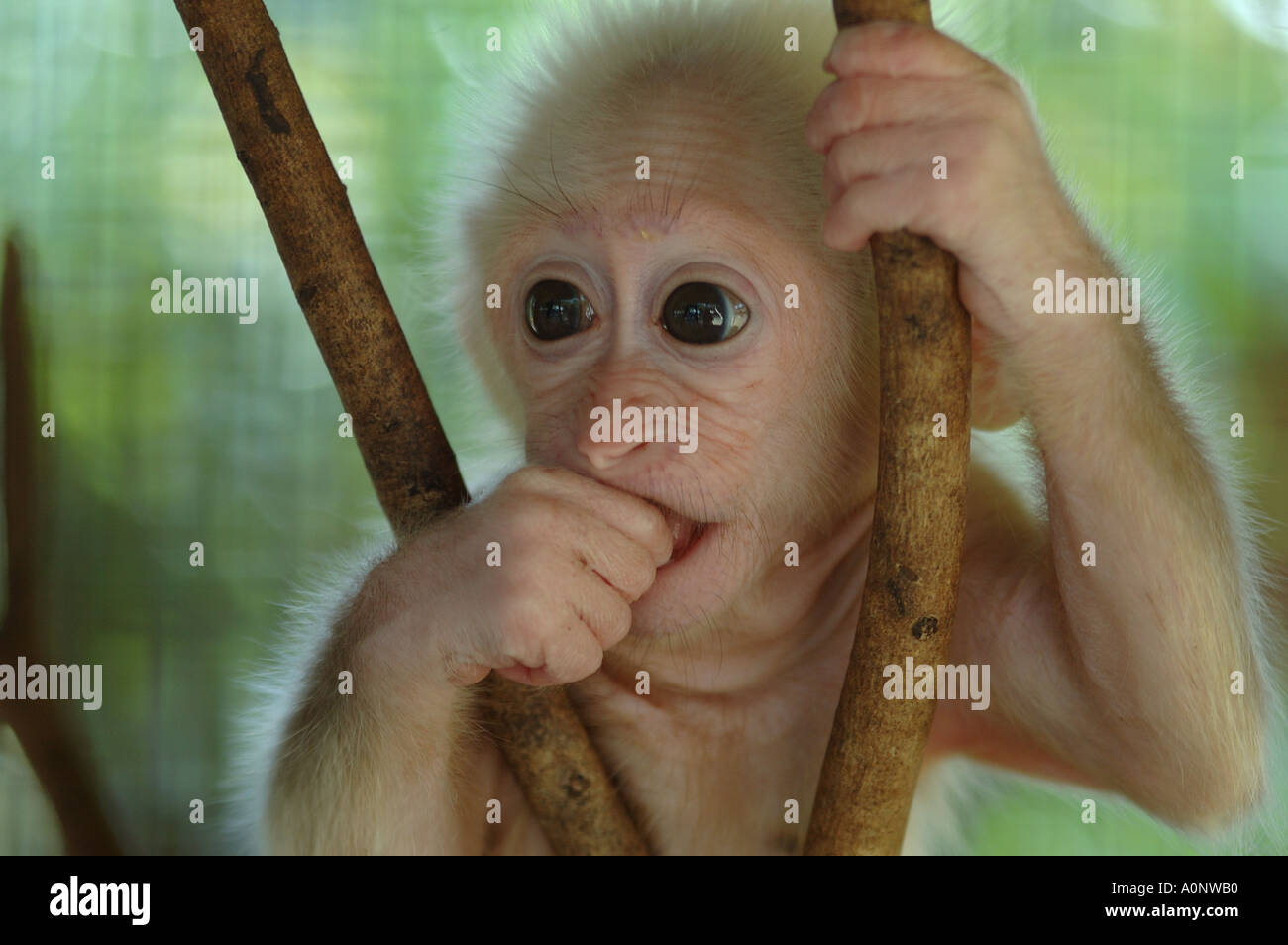 Baby macaque in tree Stock Photo - Alamy