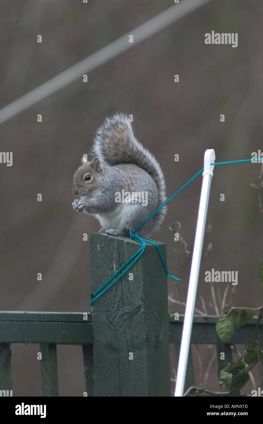 Grey Squirrel sitting on a fence eating a nut Stock Photo - Alamy