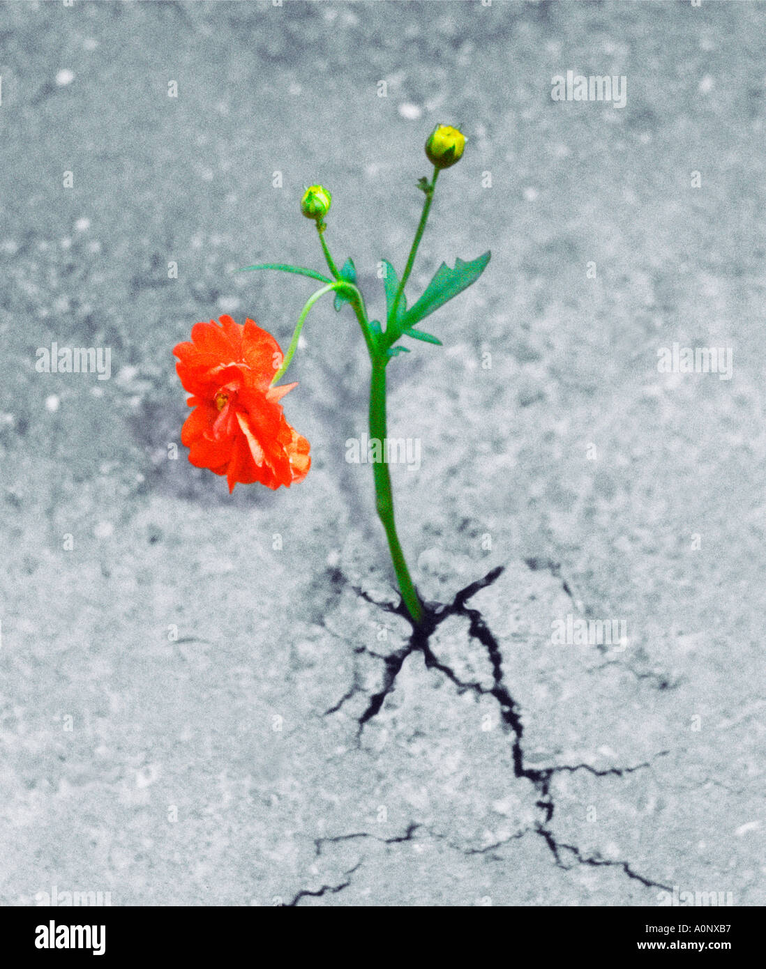 Growth against all odds hi-res stock photography and images - Alamy