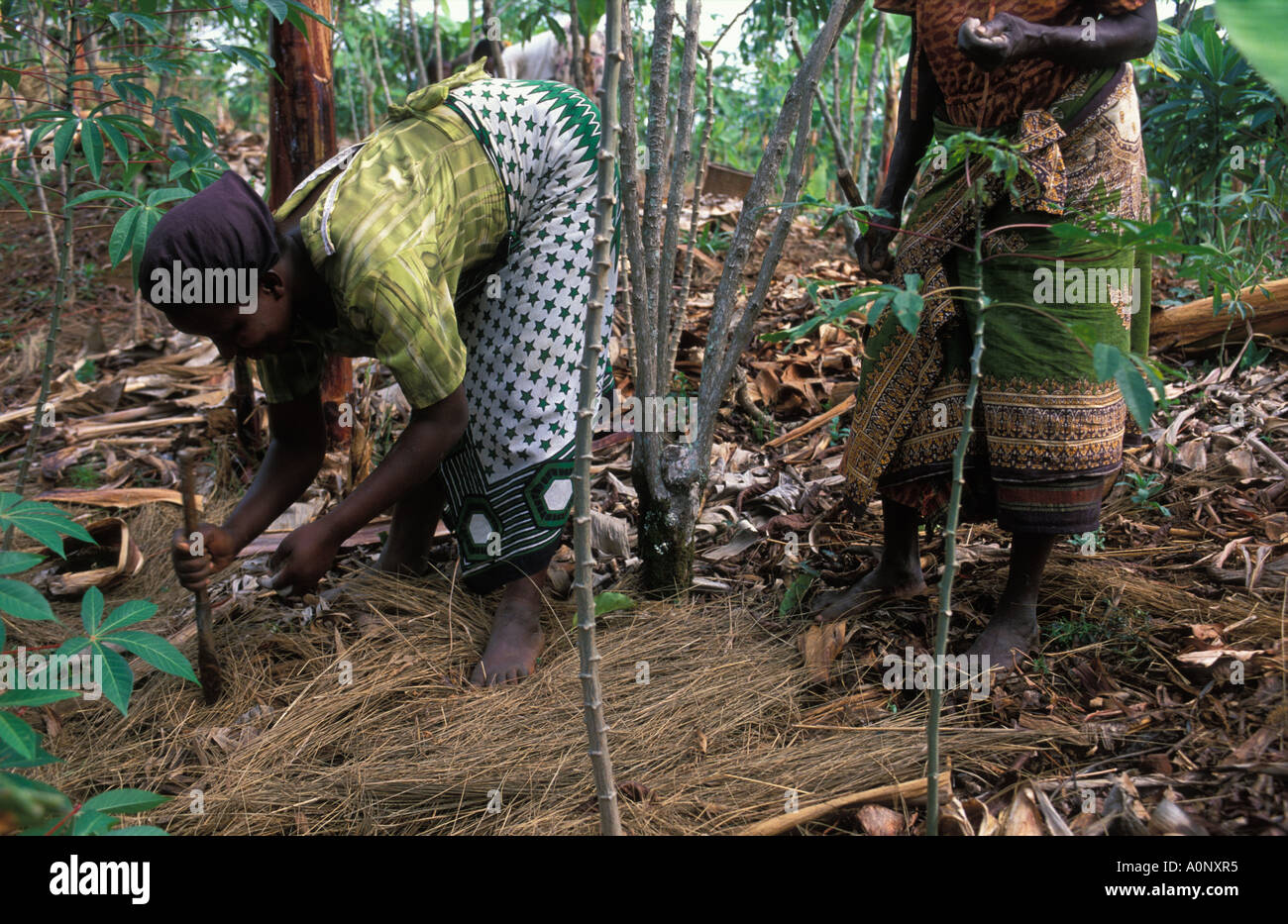 Kagera the planting of coffee beans Stock Photo - Alamy
