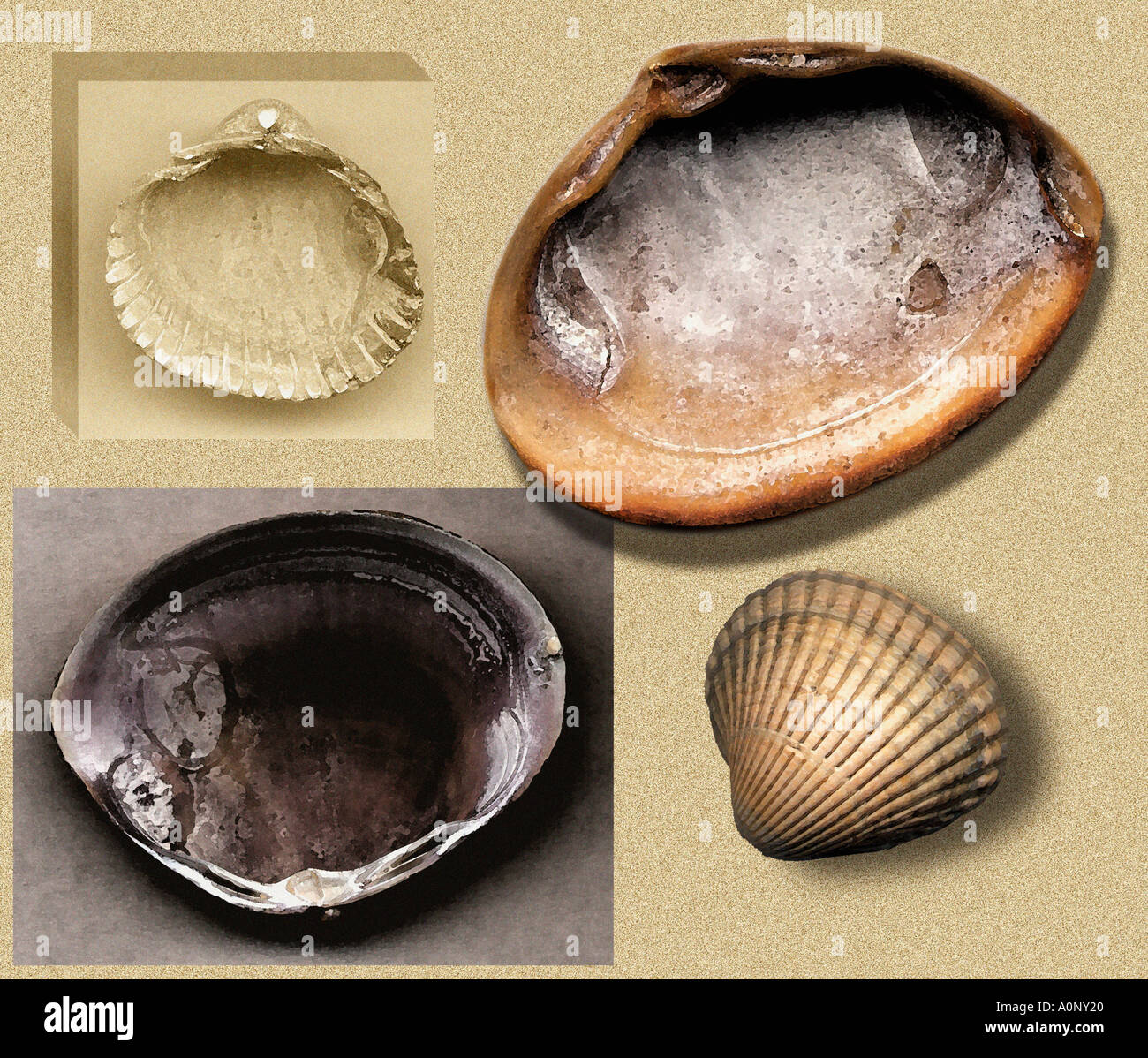 Assortment of shells hi-res stock photography and images - Alamy