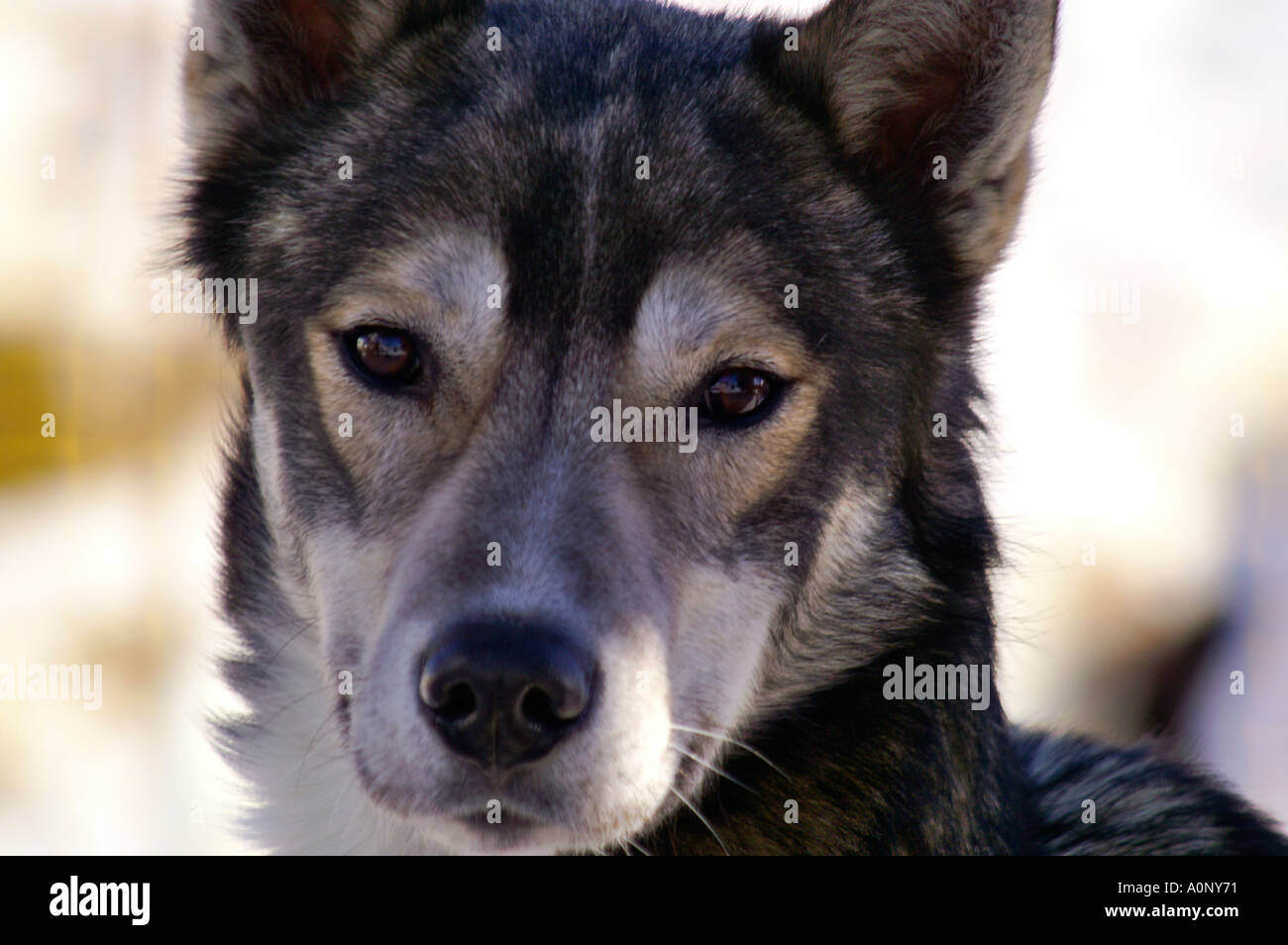 Portrait of Siberian Husky Stock Photo - Alamy