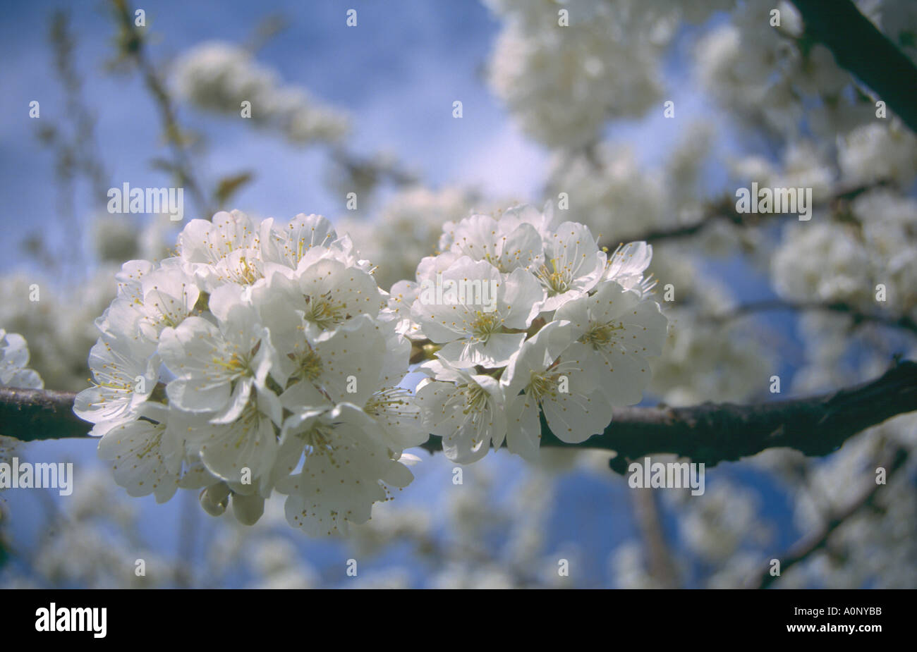 Spring colours hi-res stock photography and images - Alamy