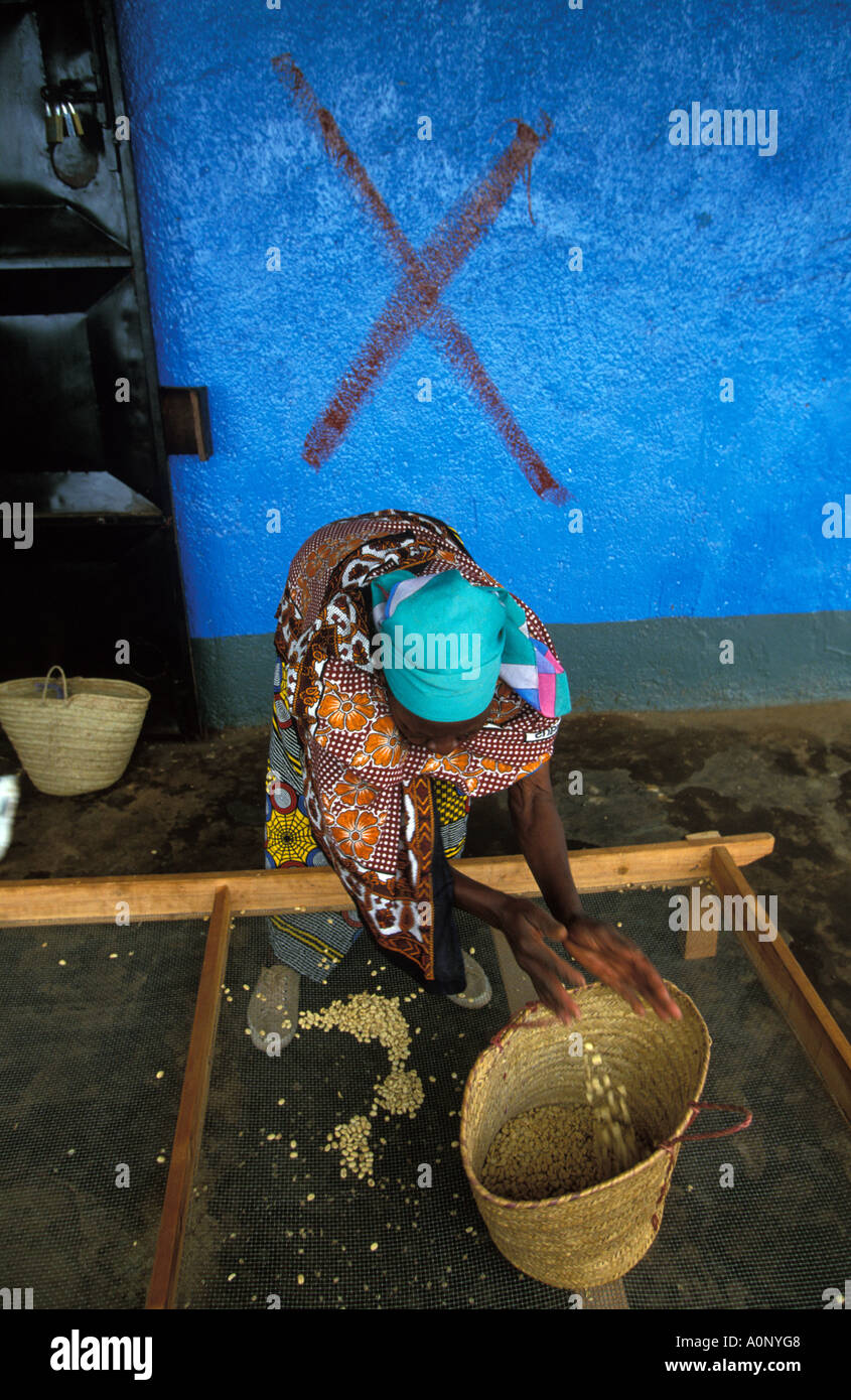 Moshi drying of coffee beans Stock Photo - Alamy