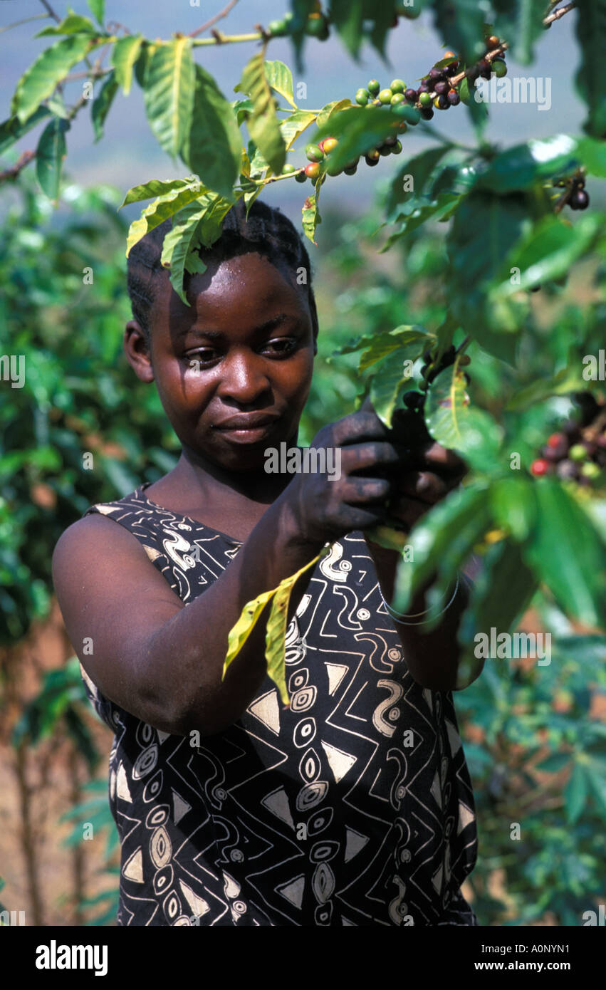 Kagera the harvest of coffee beans Stock Photo - Alamy