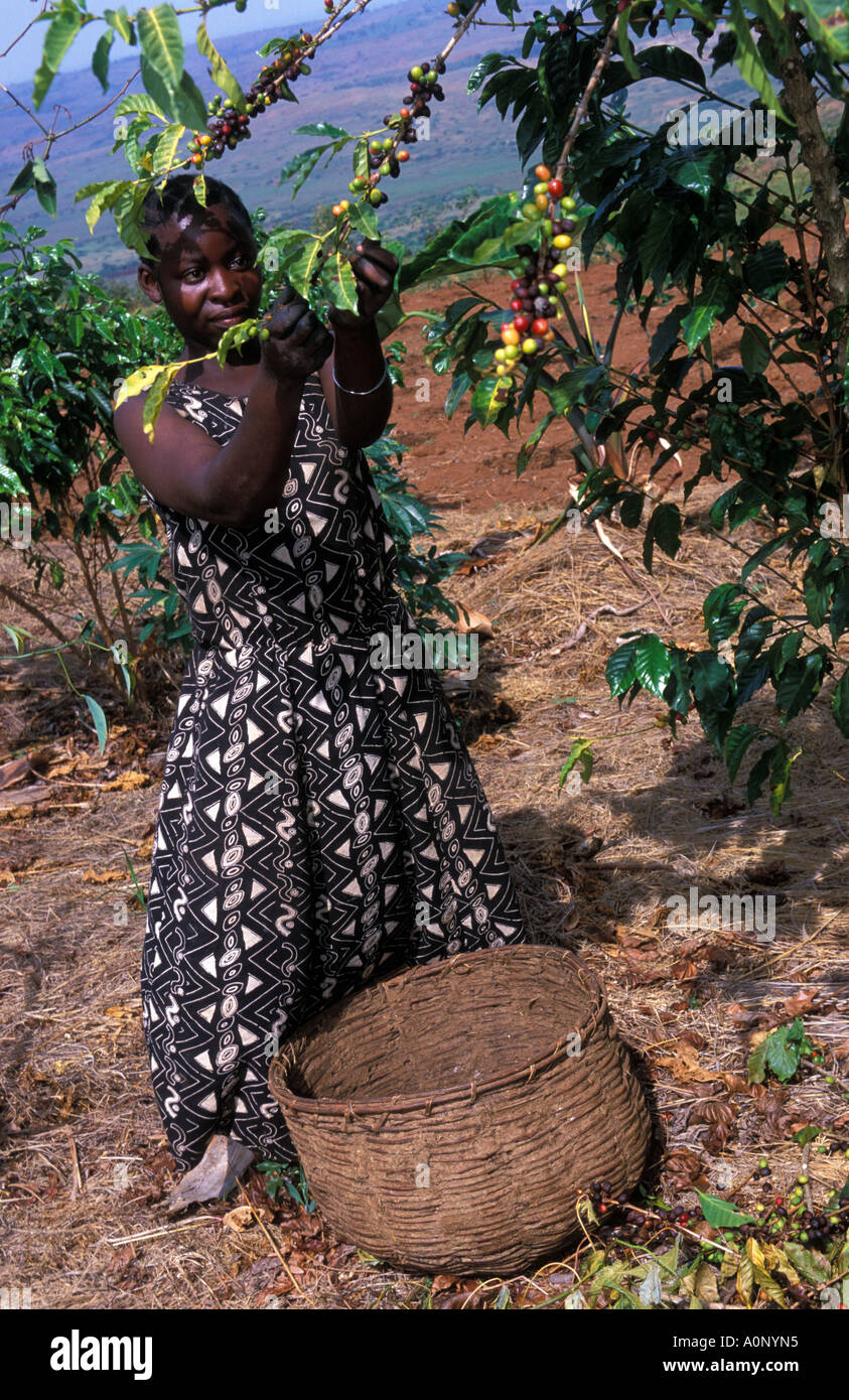 Kagera the harvest of coffee beans Stock Photo - Alamy