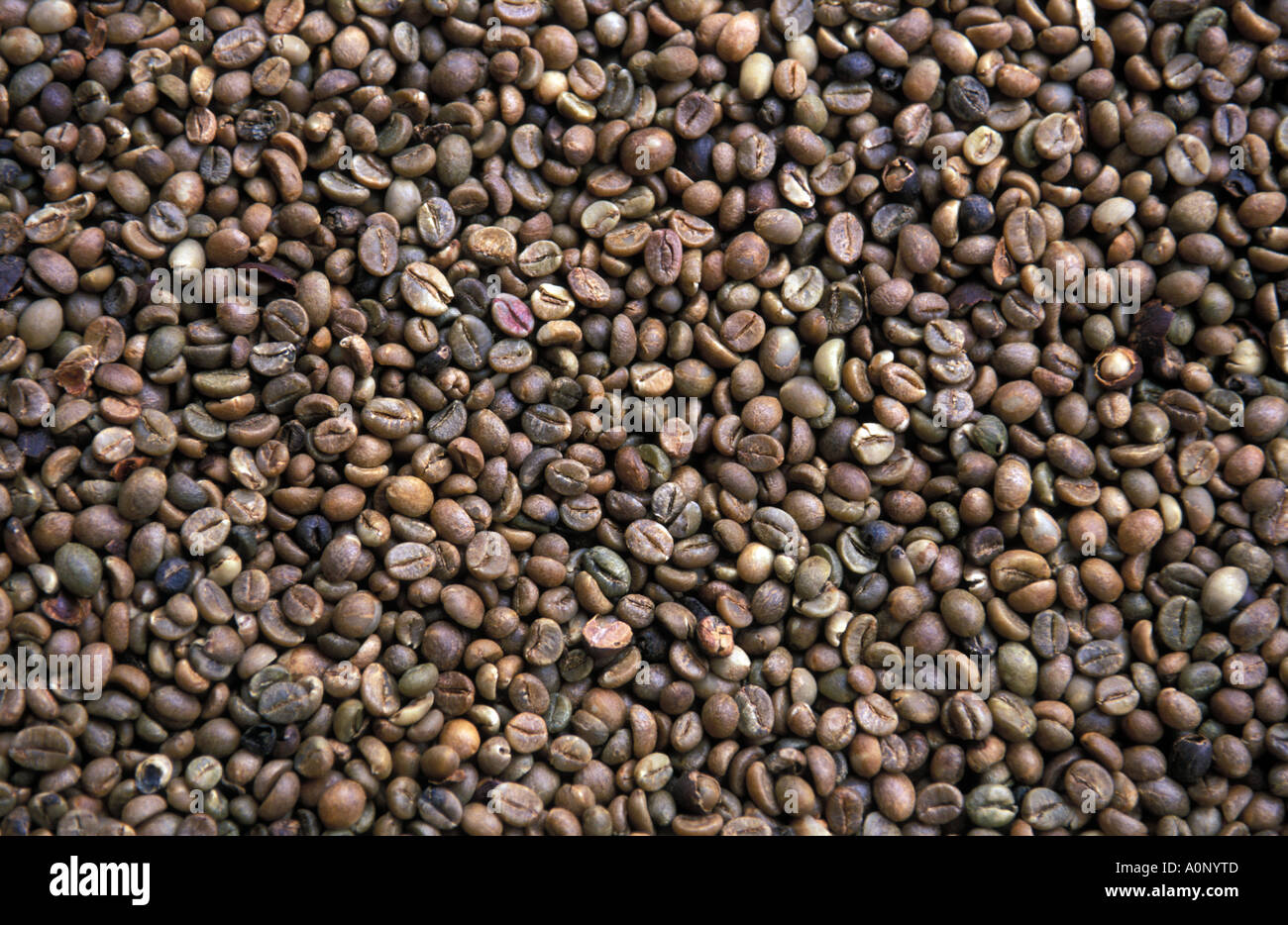 Dried and sorted coffee beans Stock Photo - Alamy