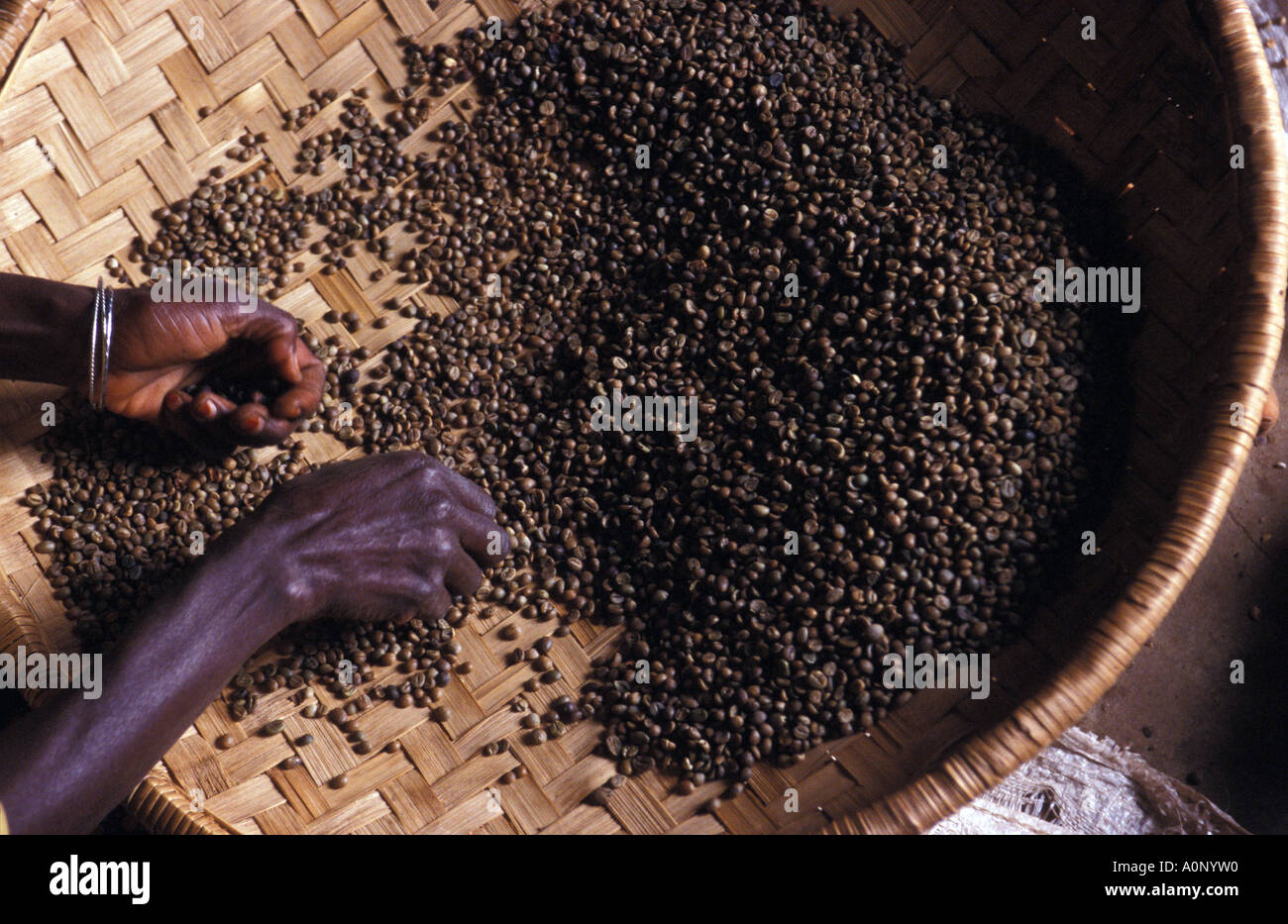 Hand sorted coffee beans hi-res stock photography and images - Alamy