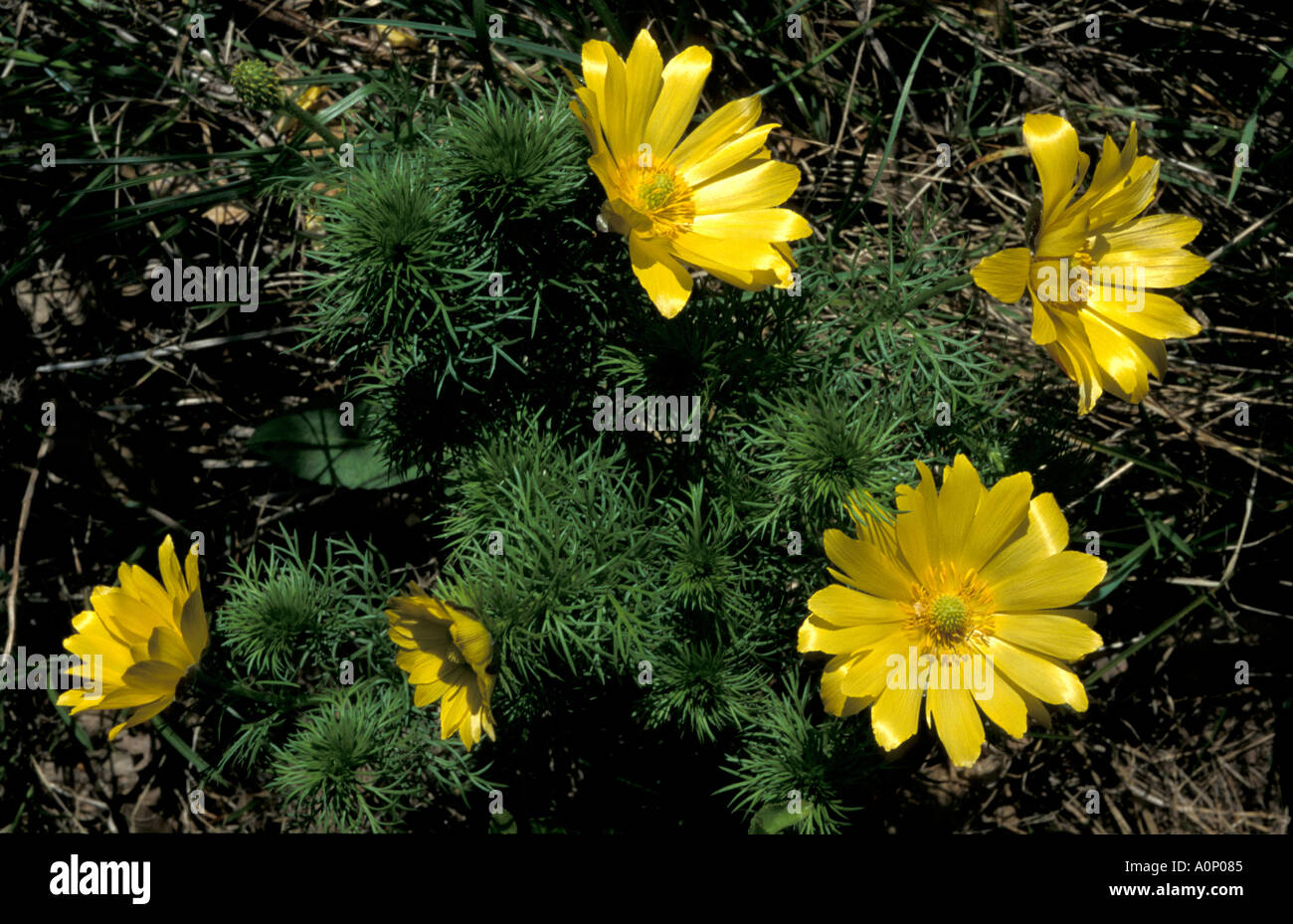 spring flower "adonis vernalis Stock Photo - Alamy