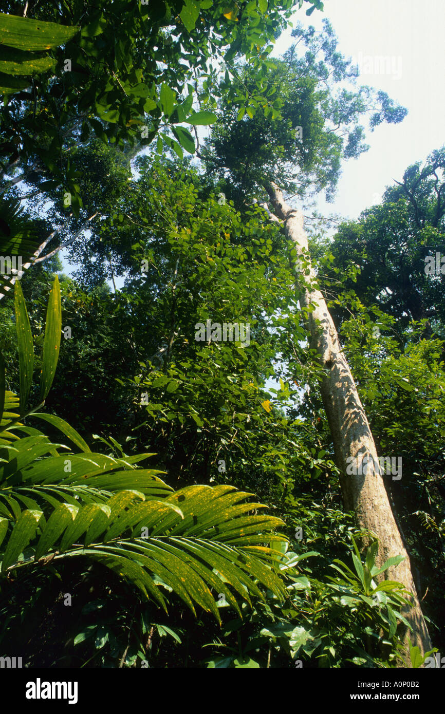 Malaysia Sarawak forest Stock Photo - Alamy