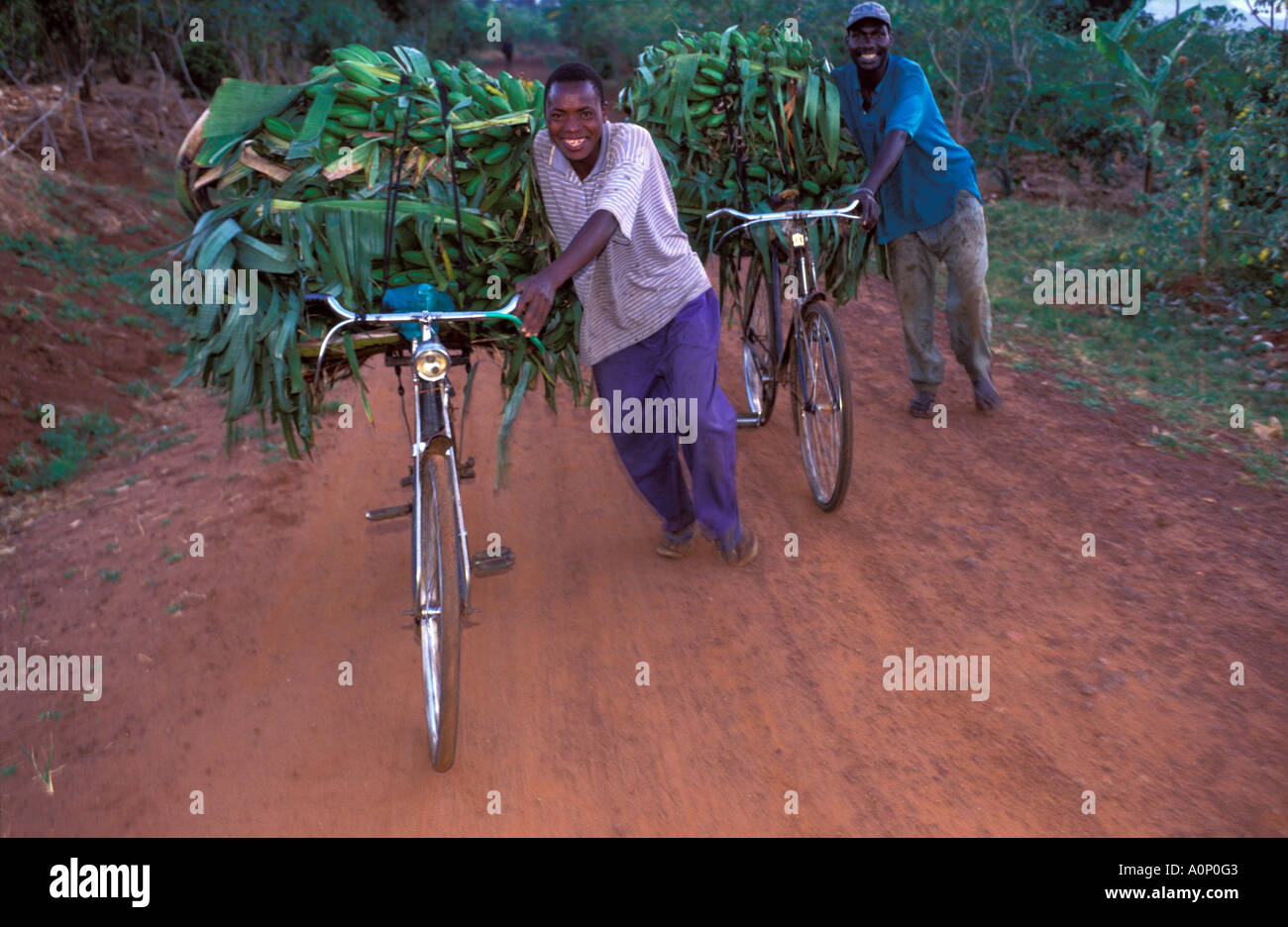 Kagera early morning transport of banana bunches Stock Photo - Alamy