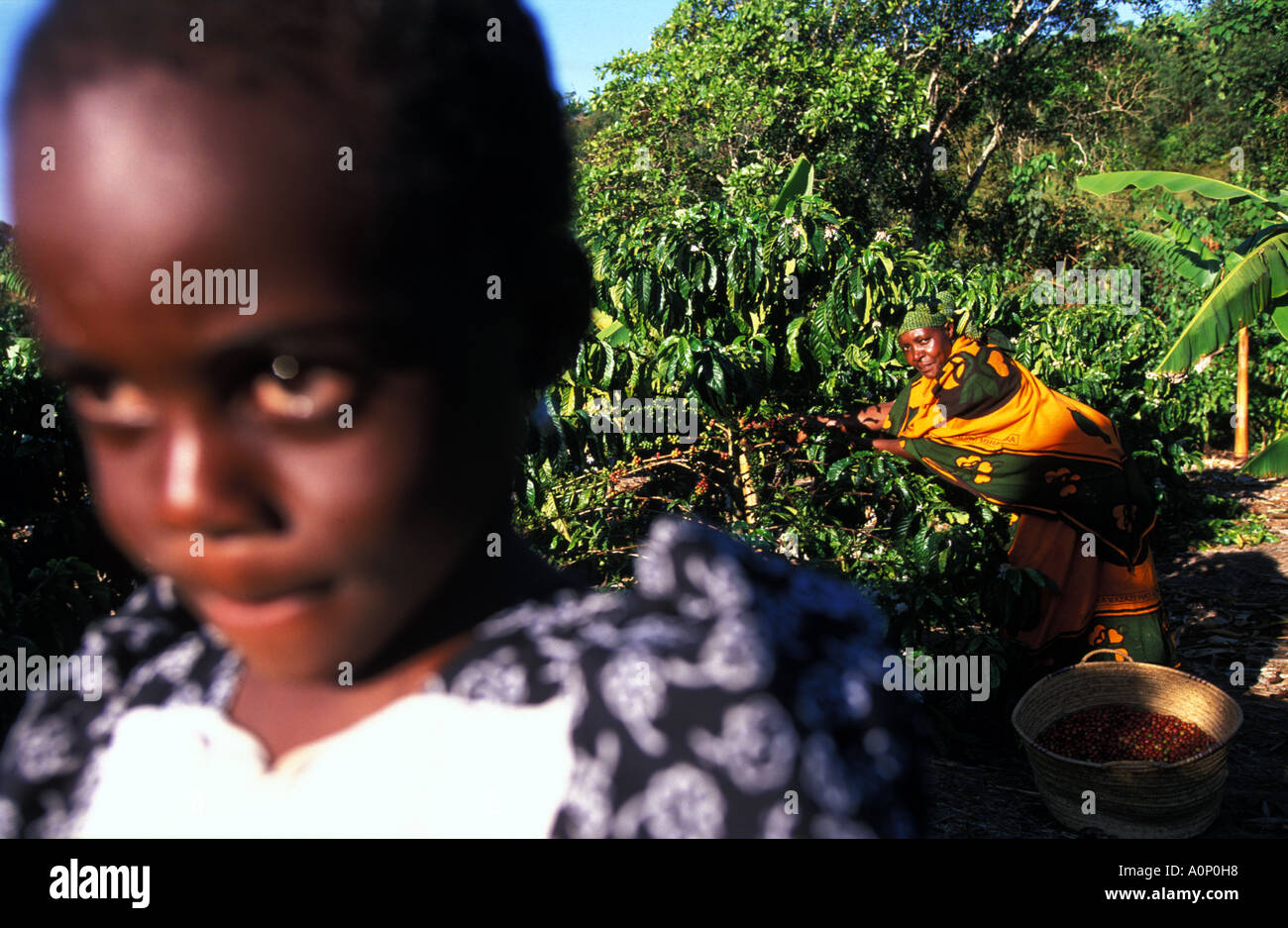 Child harvesting coffee hi-res stock photography and images - Alamy