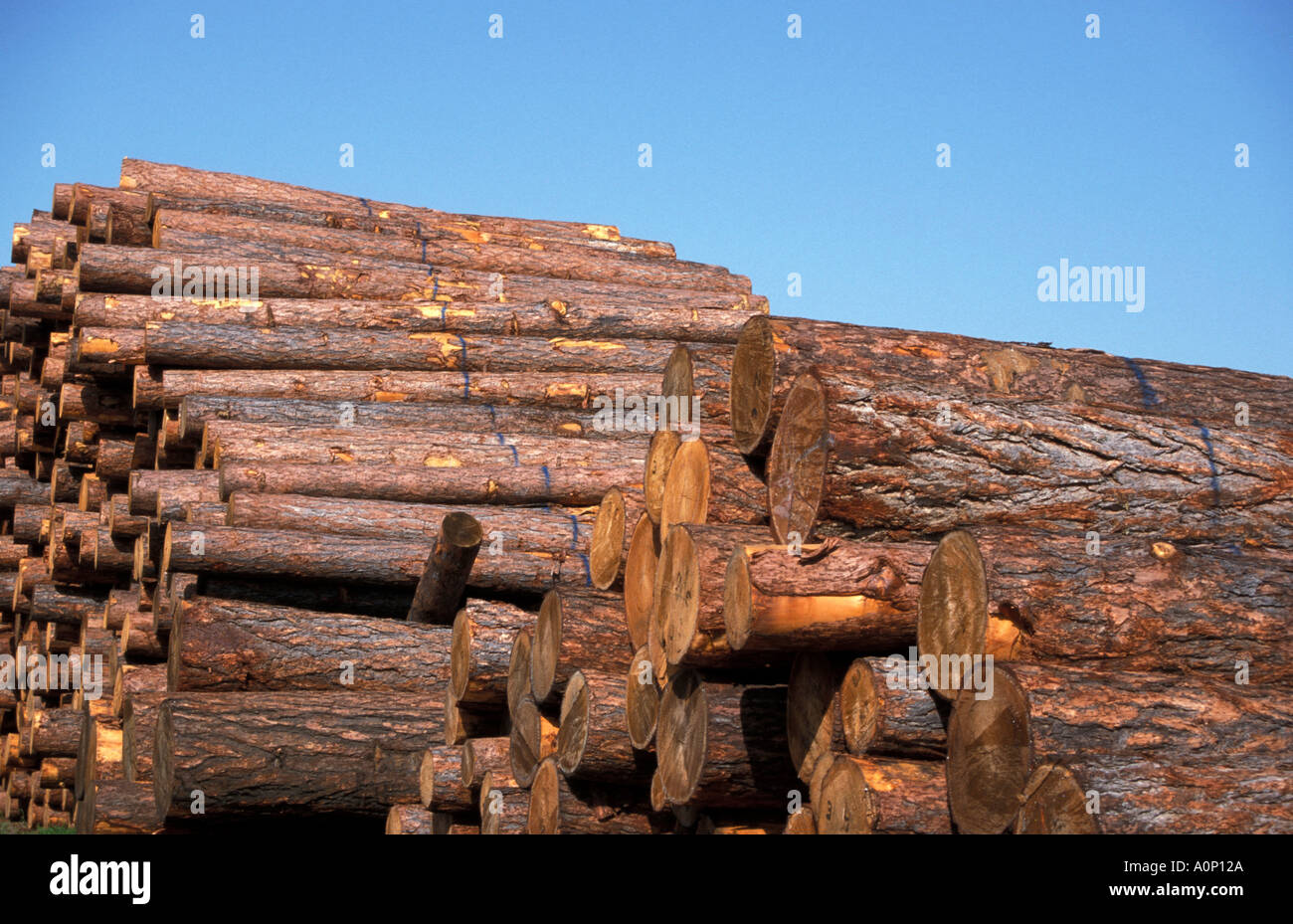wood of larch tree Stock Photo - Alamy