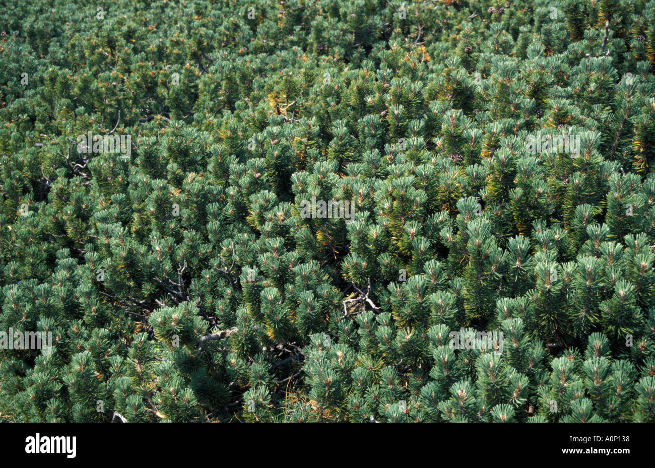 karst area, alpine pine trees Stock Photo - Alamy
