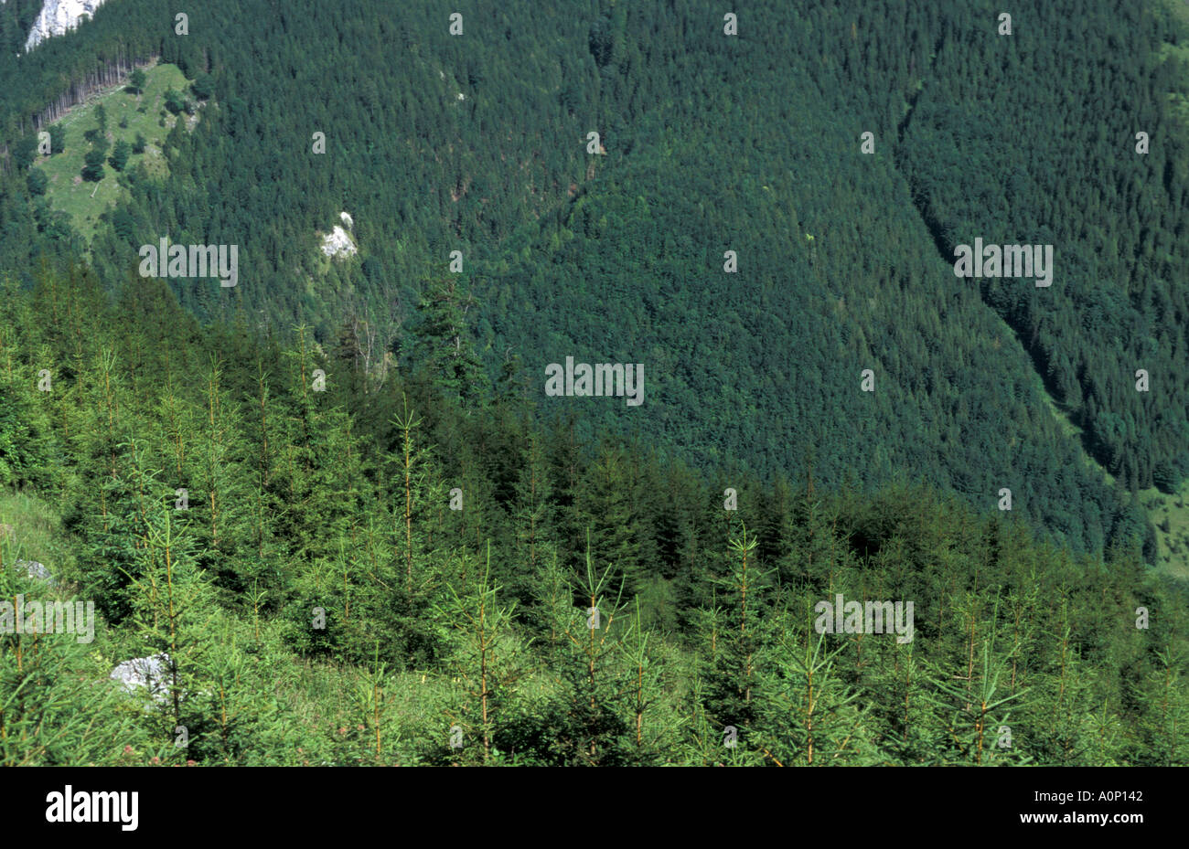 forest of spruce trees Stock Photo - Alamy