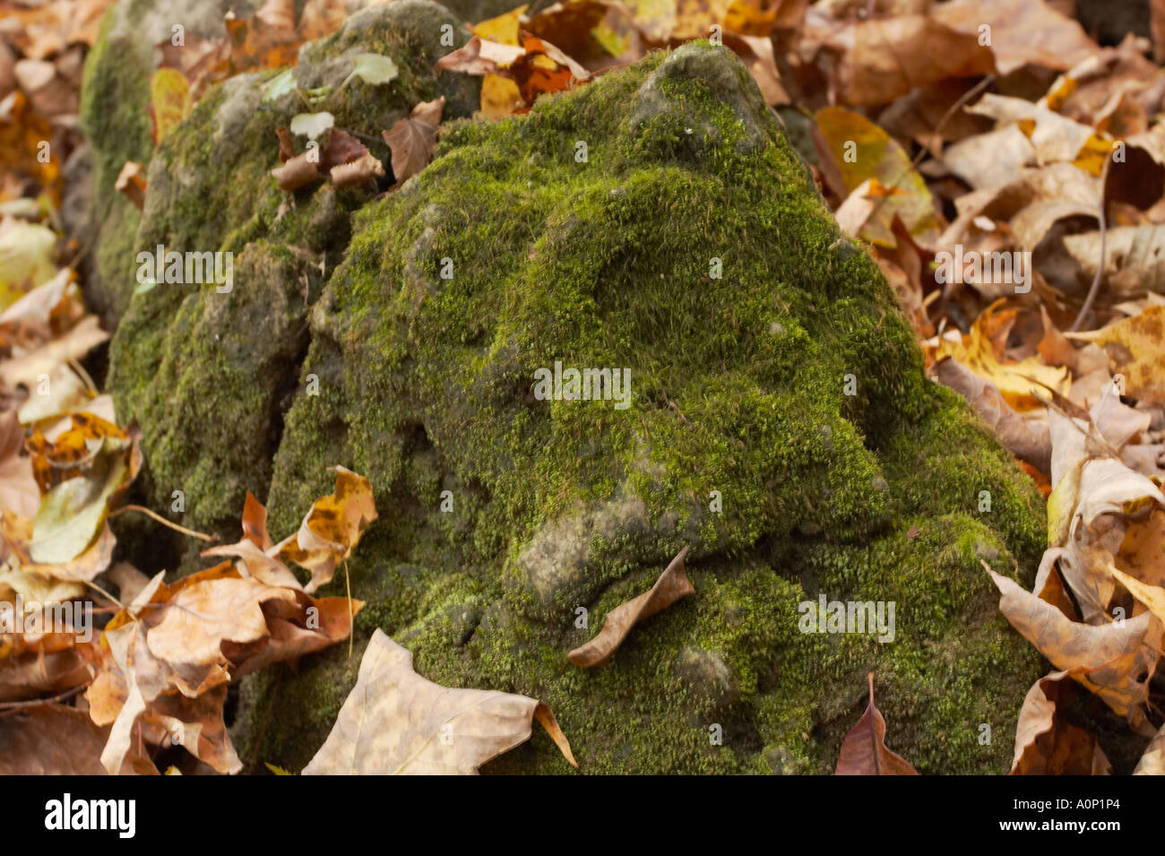 Clifton moss hi-res stock photography and images - Alamy