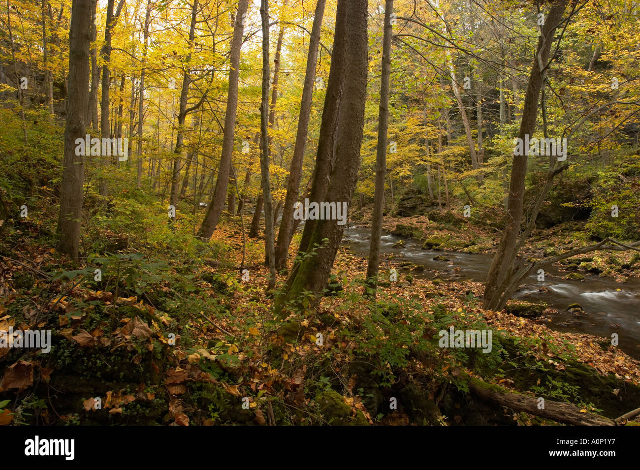 An autumn forest with river in Clifton Gorge State Park, Yellow Springs ...
