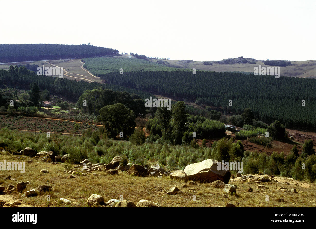 Forestry plantations in the hills south of Mbabane the capital of ...