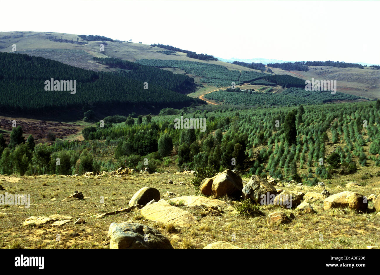 Forestry plantations in the hills south of Mbabane the capital of ...