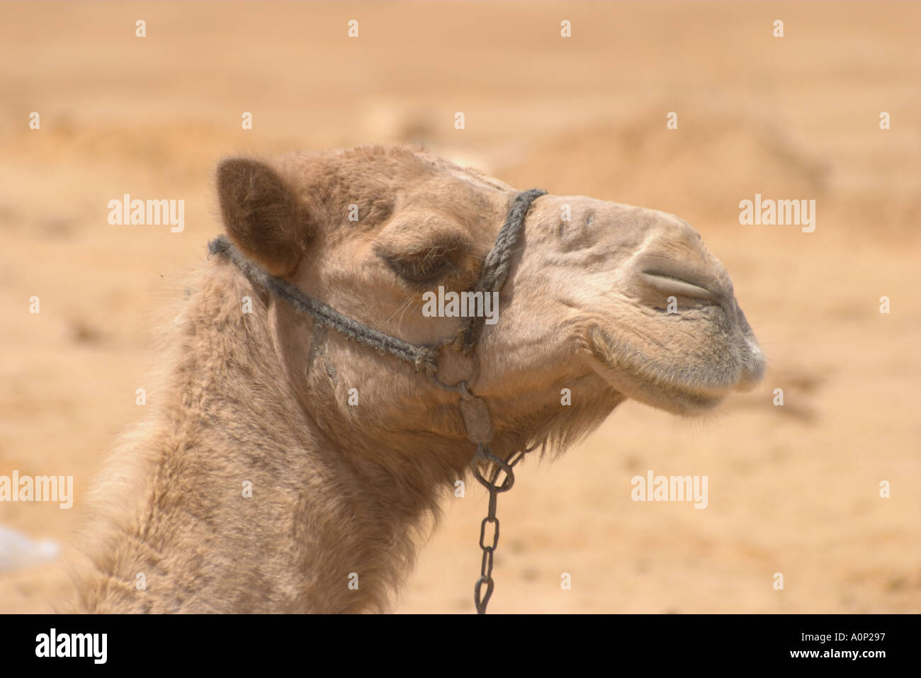 Ships of the Desert Camels at Ain Moussa the Springs of Moses in Sinia ...